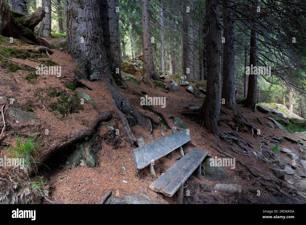 Bench in a forest hi-res stock photography and images - Alamy
