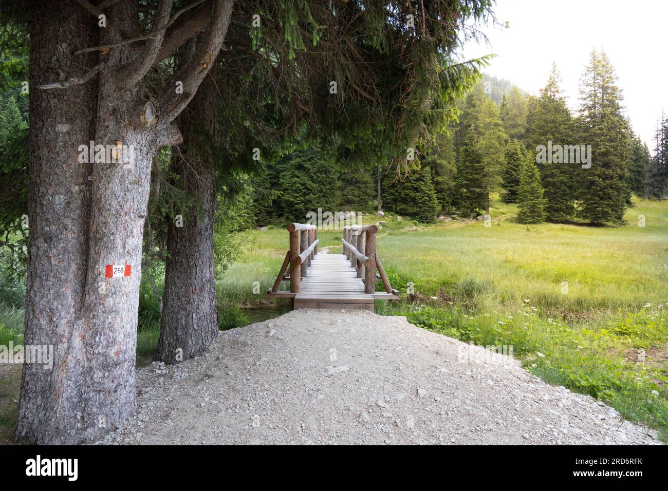Bridge between trees hi-res stock photography and images - Alamy