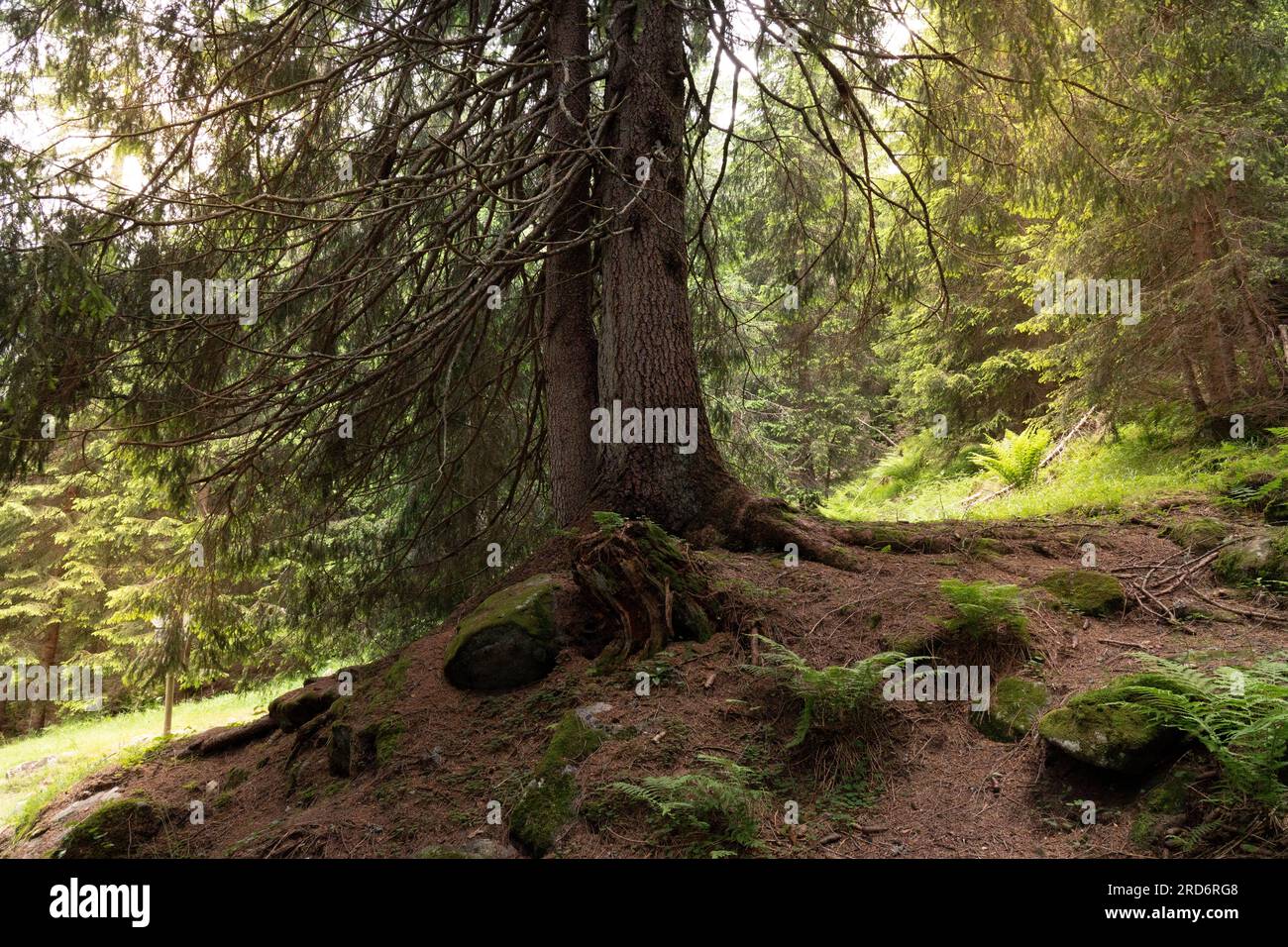 centuries-old fir tree in Trentino Stock Photo - Alamy