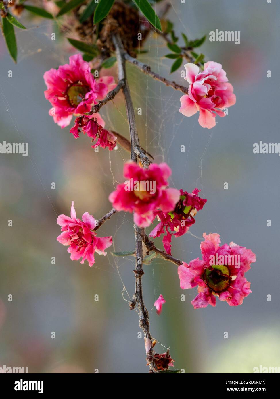 Beautiful stem of hot pink Tea Tree Flowers with spider web around them ...