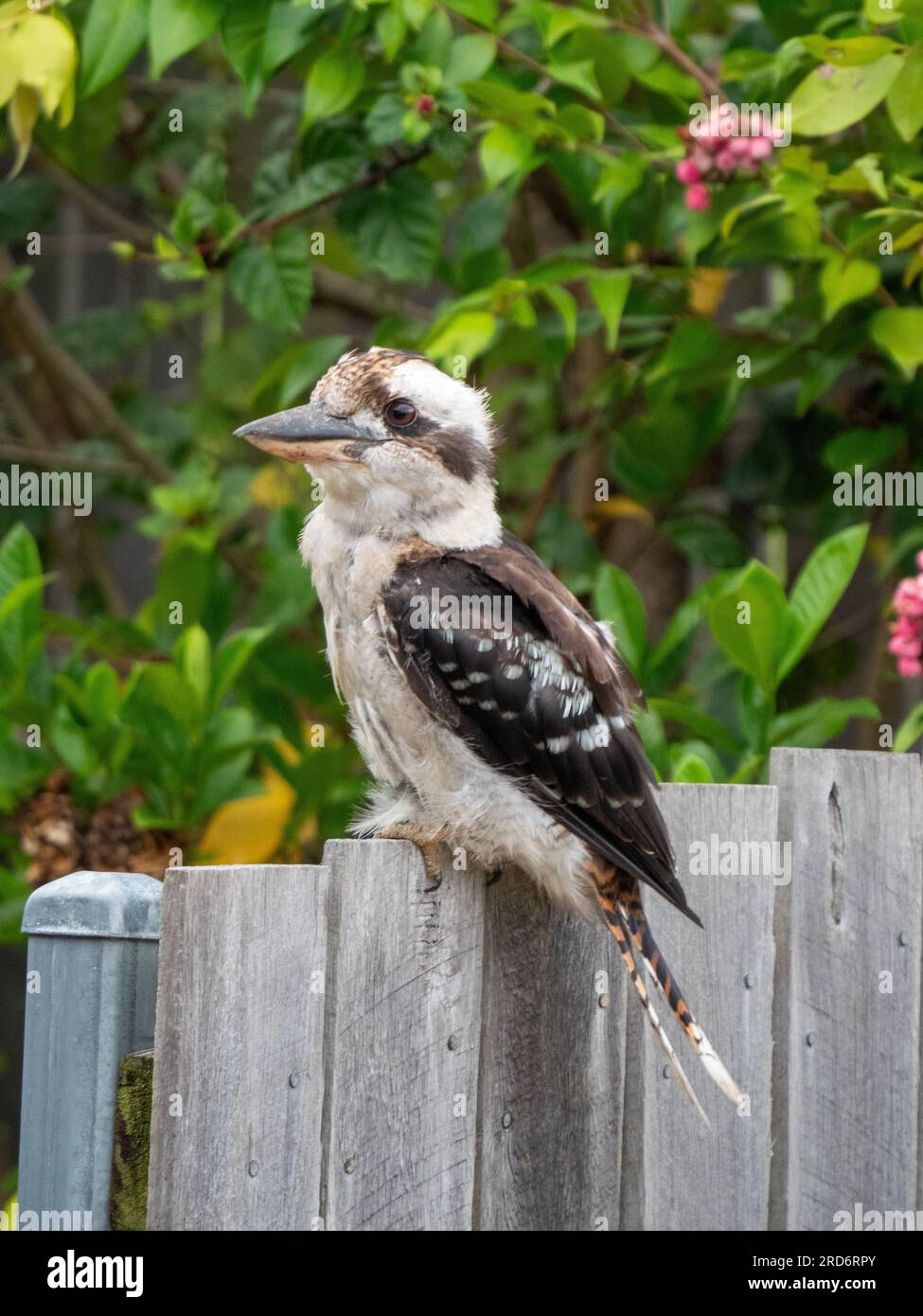 Kookaburra on a fence hi-res stock photography and images - Alamy