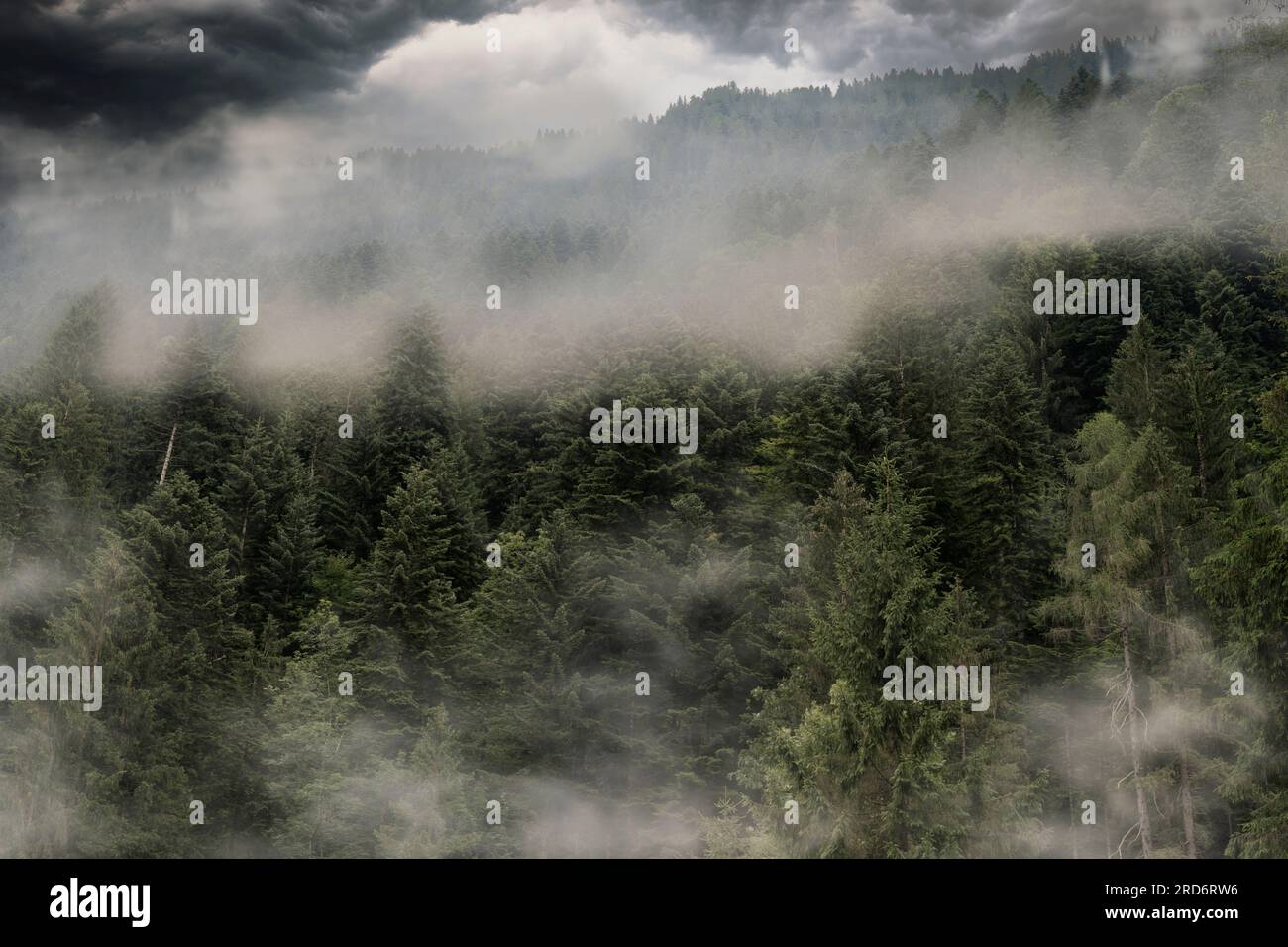 Invaded tree hi-res stock photography and images - Alamy