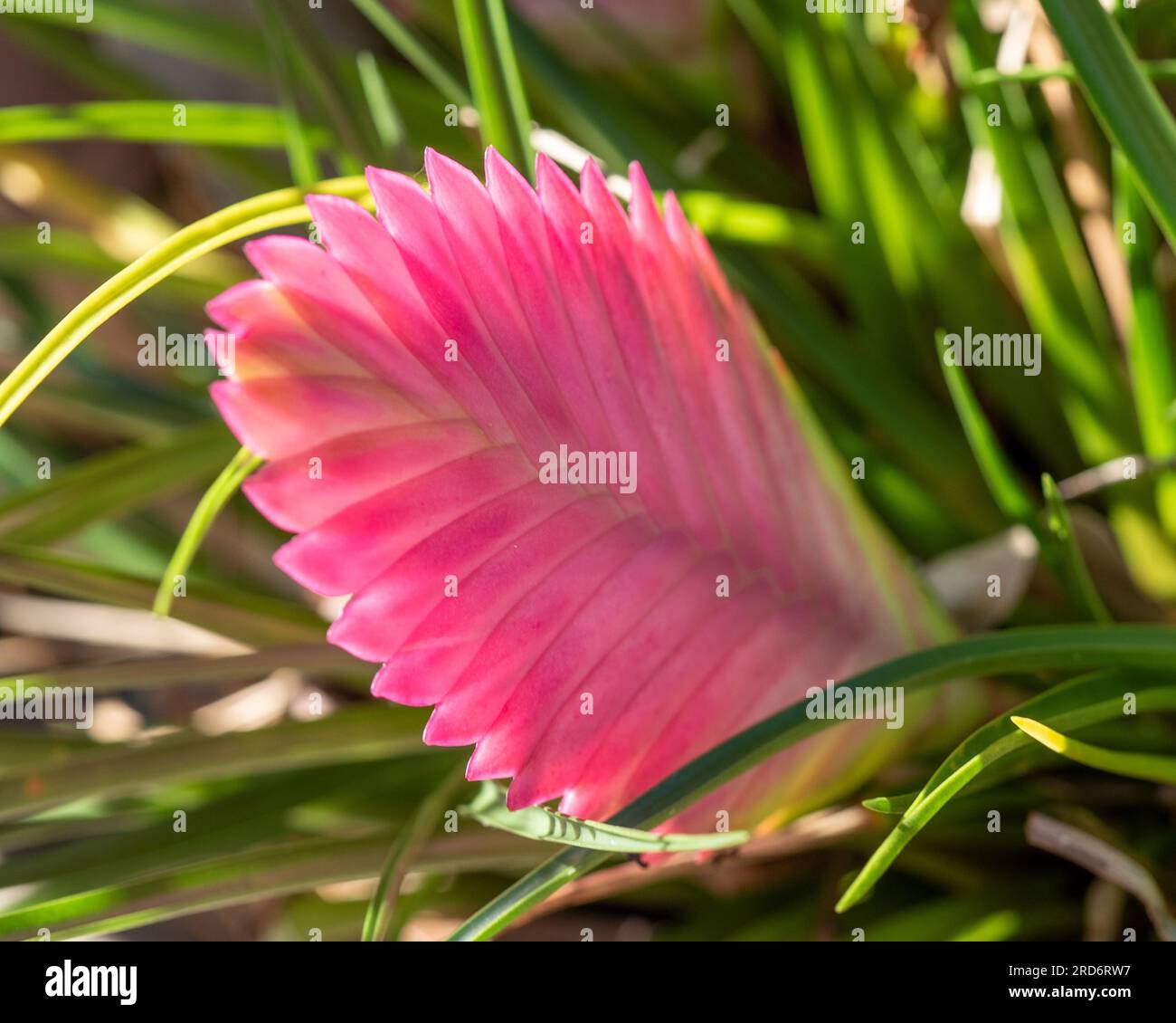 Pink quill plant paddle like bracts and green blade-like leaves closeup ...