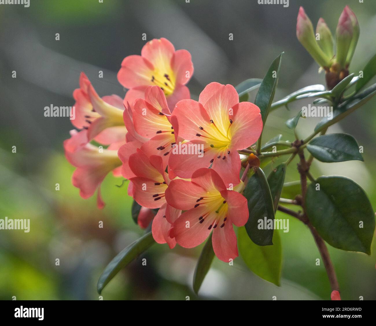 A bunch of Orange and yellow Vireya Rhododendron flowers and green ...