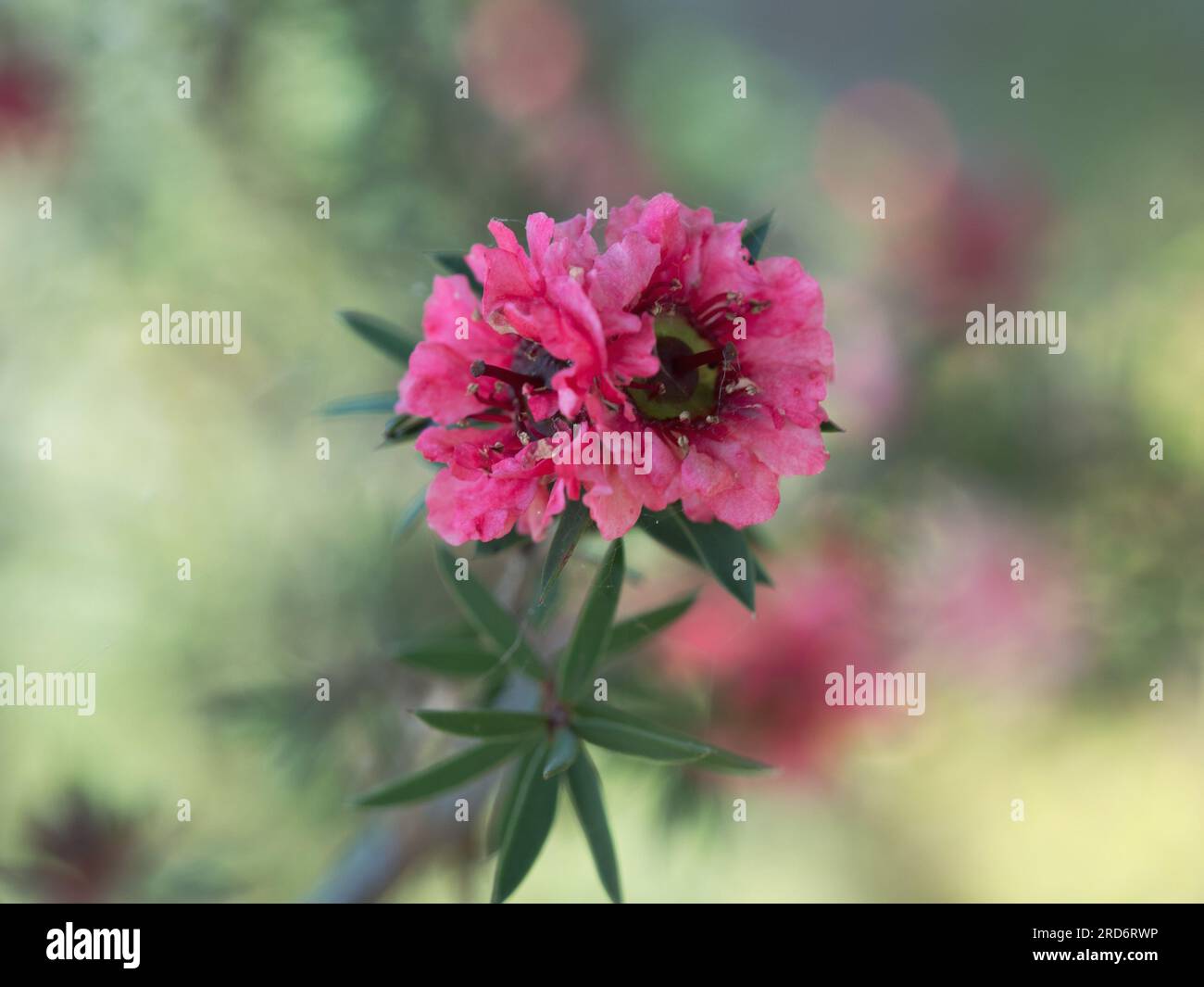 Two Beautiful pink Tea Tree Flowers and green leaves, Leptospermum ...