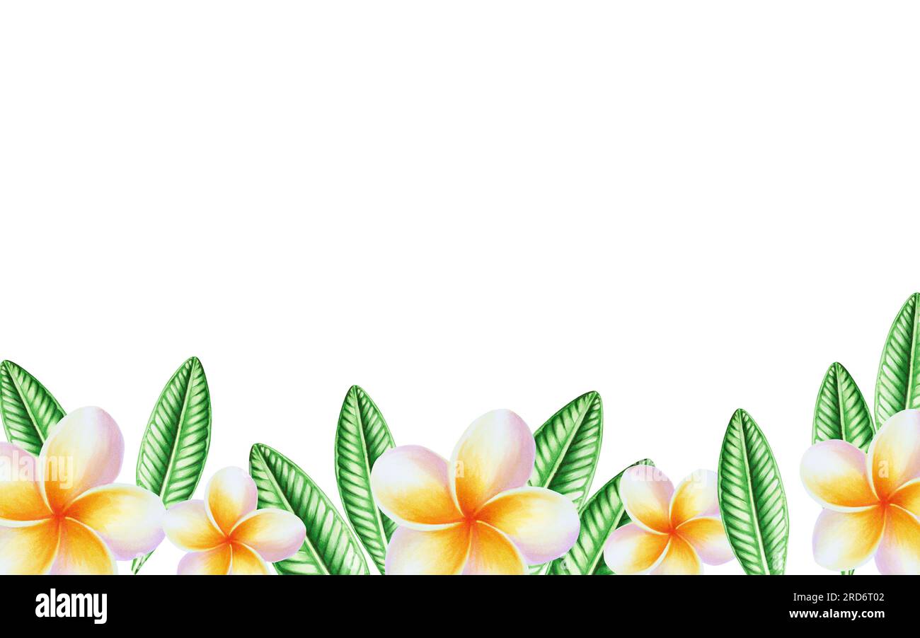 Watercolor seamless border realistic tropical illustration of plumeria ...
