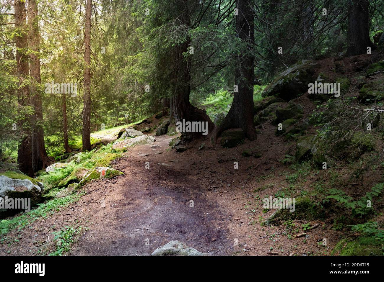 path between centuries-old fir trees in Trentino Stock Photo - Alamy