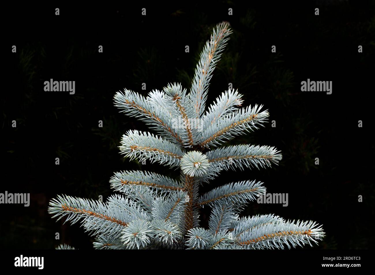 Fir tip hi-res stock photography and images - Alamy