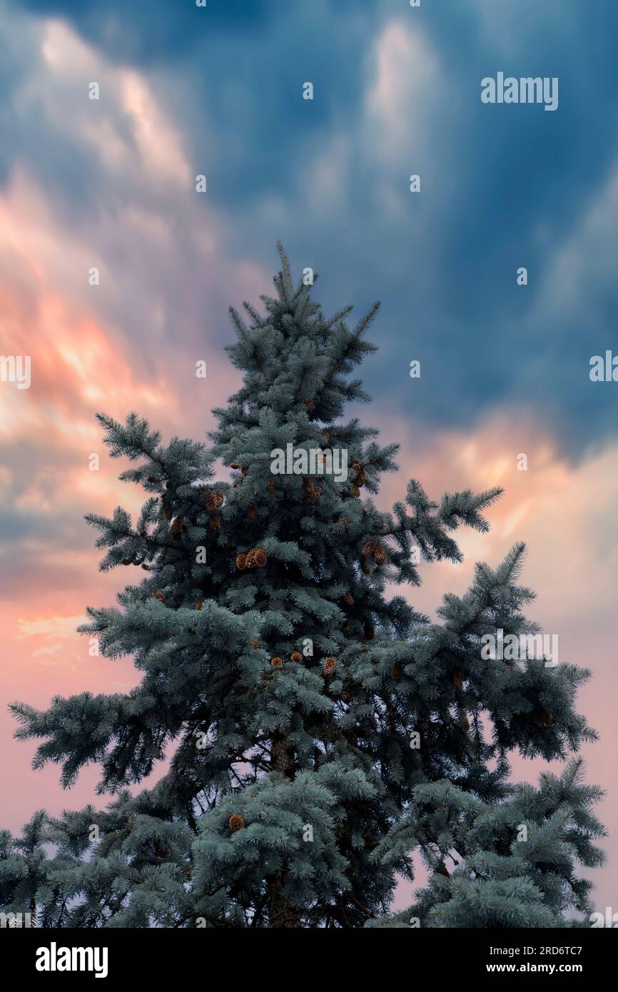 Tip of the tree hi-res stock photography and images - Alamy