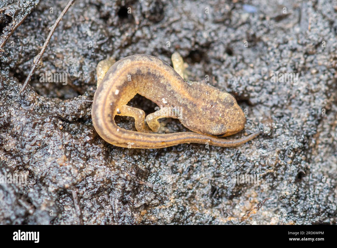 Hiding under log in wet mud hi-res stock photography and images - Alamy