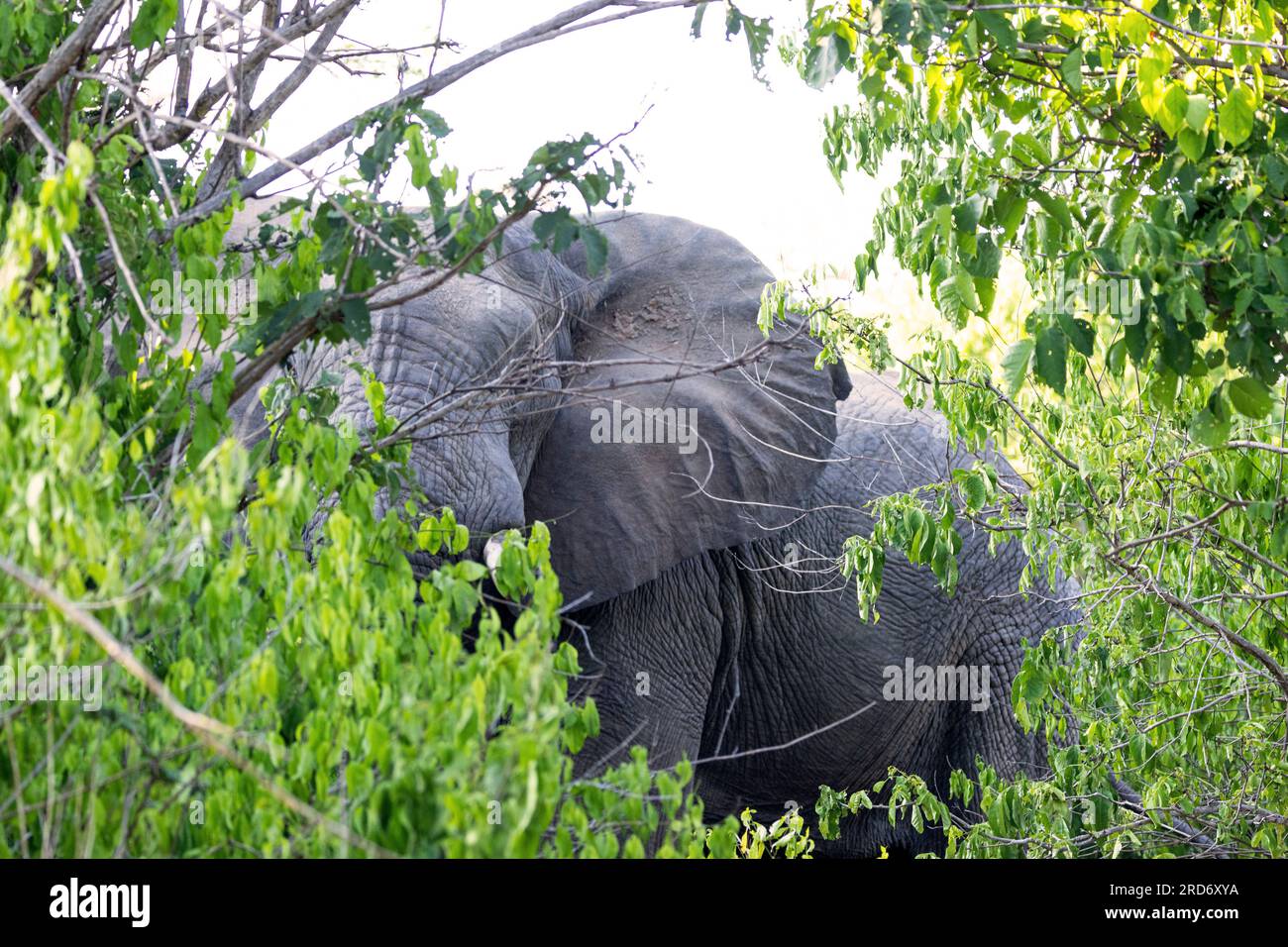 Despite their huge size and bulk, Elephants can remain silent with ...