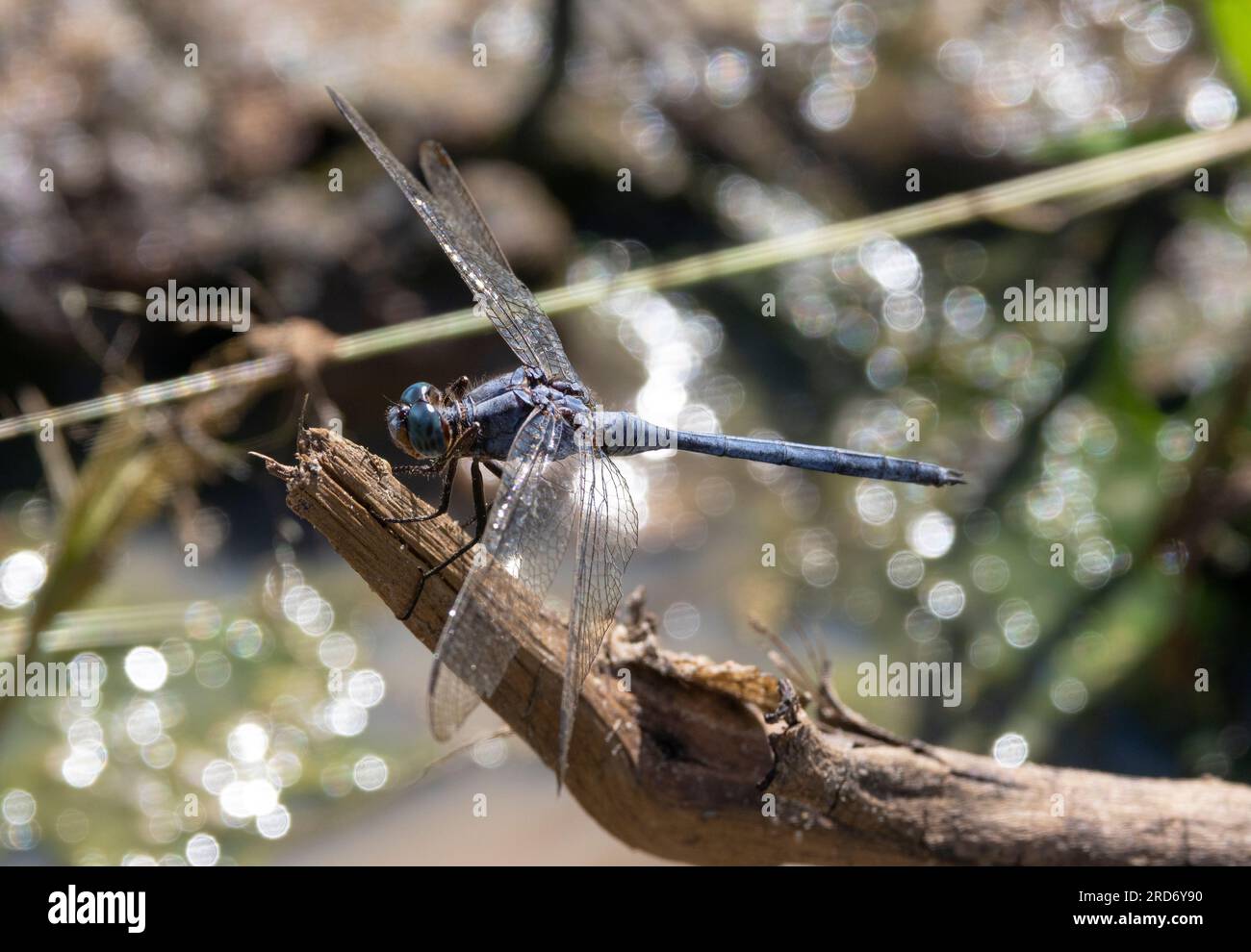 The Julia Skimmer is one of the commonest and widespread of the ...