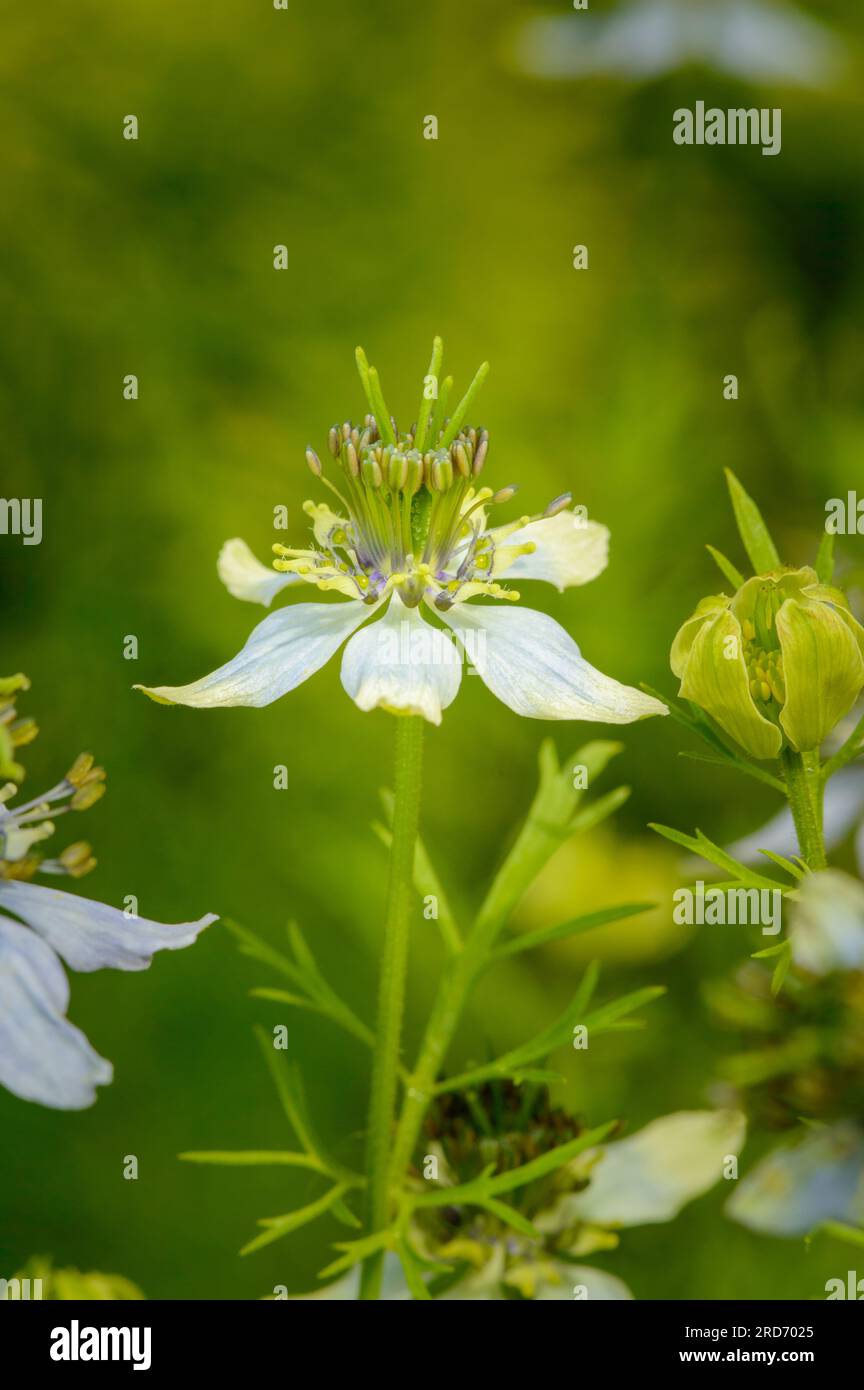 Nigella sativa in a garden. Close up of flower of Nigella (black cumin ...