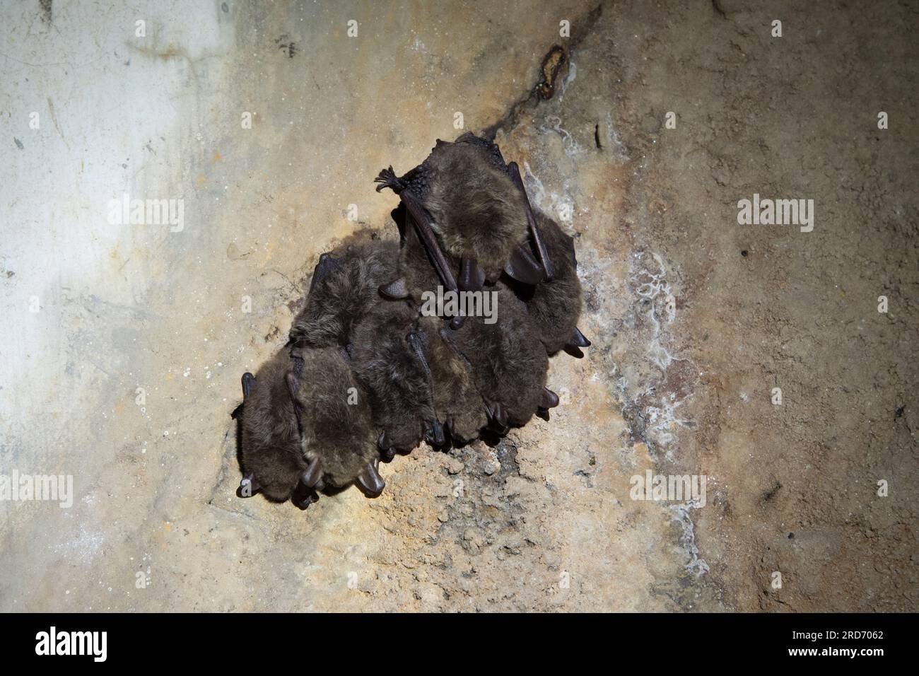 Western barbastelle bat hibernating in the tunnel system of Festungsfront Oder-Warthe-Bogen ...