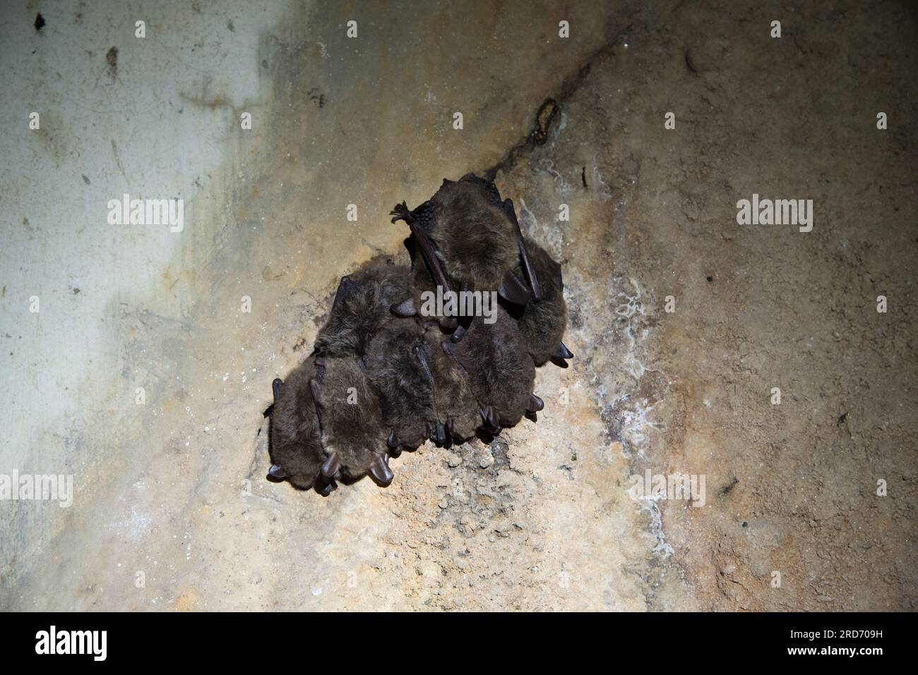 Western barbastelle bat hibernating in the tunnel system of Festungsfront Oder-Warthe-Bogen ...