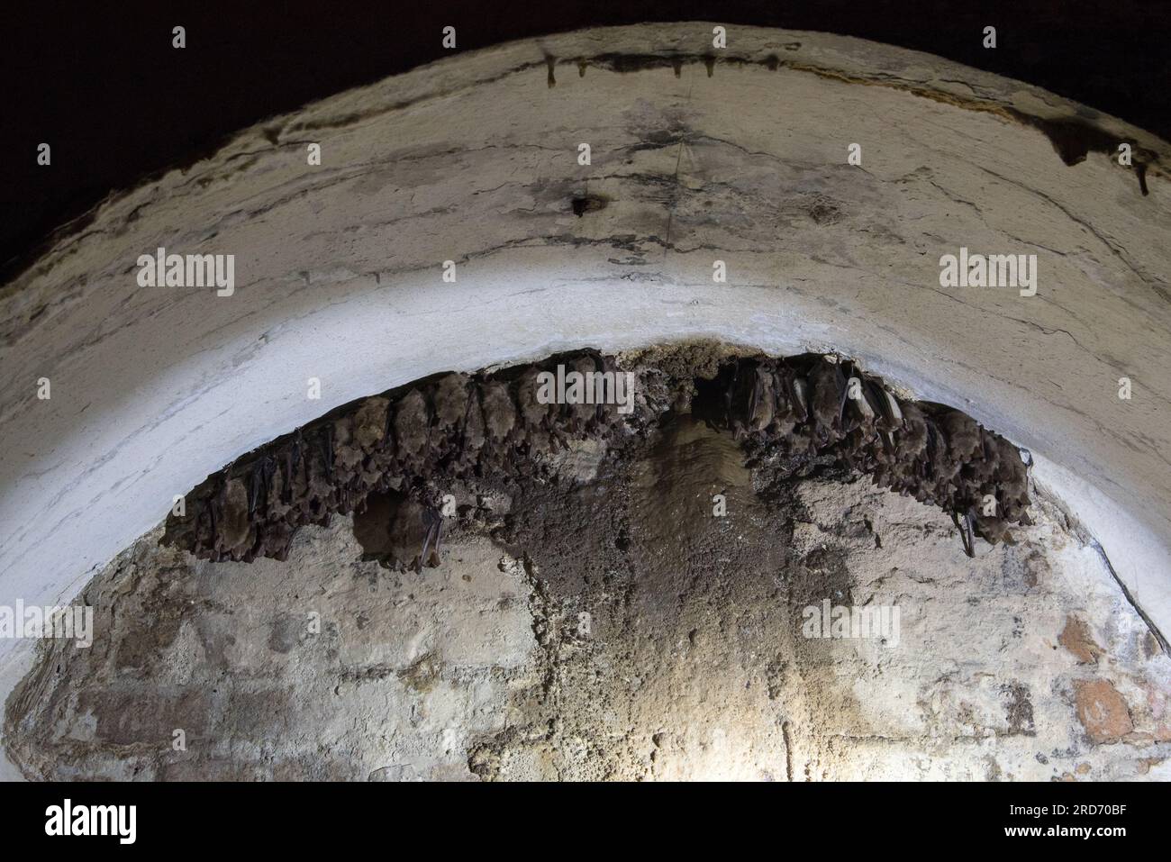 Western barbastelle bat hibernating in the tunnel system of Festungsfront Oder-Warthe-Bogen ...