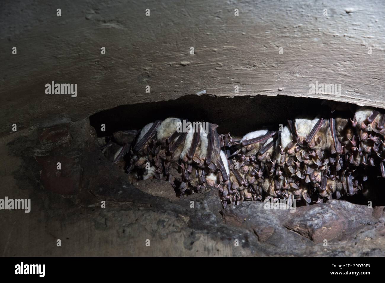 Natterer's bat hibernating in the tunnel system of Festungsfront Oder-Warthe-Bogen (Fortified ...