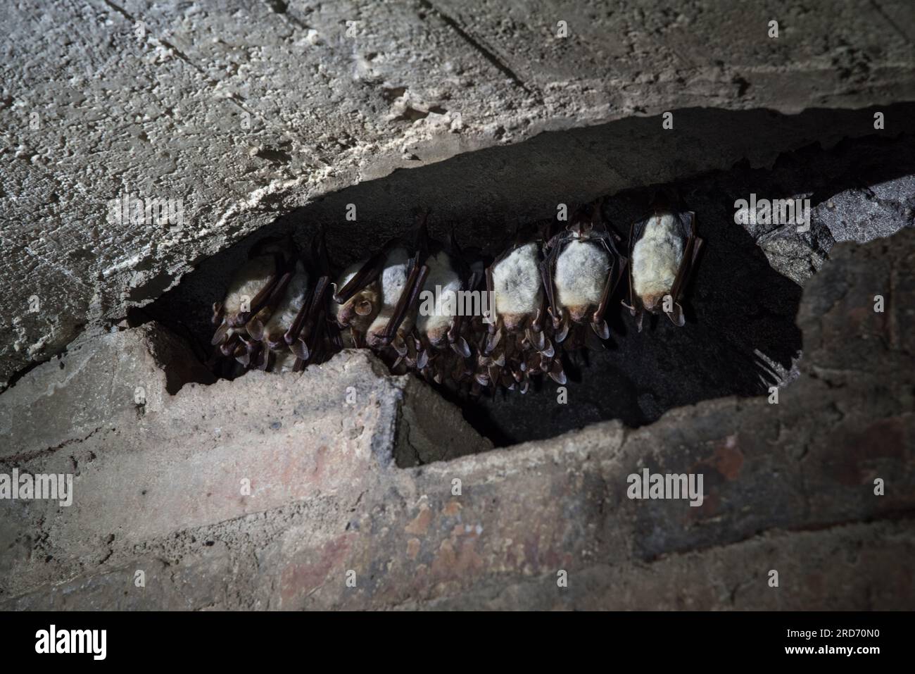 Natterer's bat hibernating in the tunnel system of Festungsfront Oder-Warthe-Bogen (Fortified ...