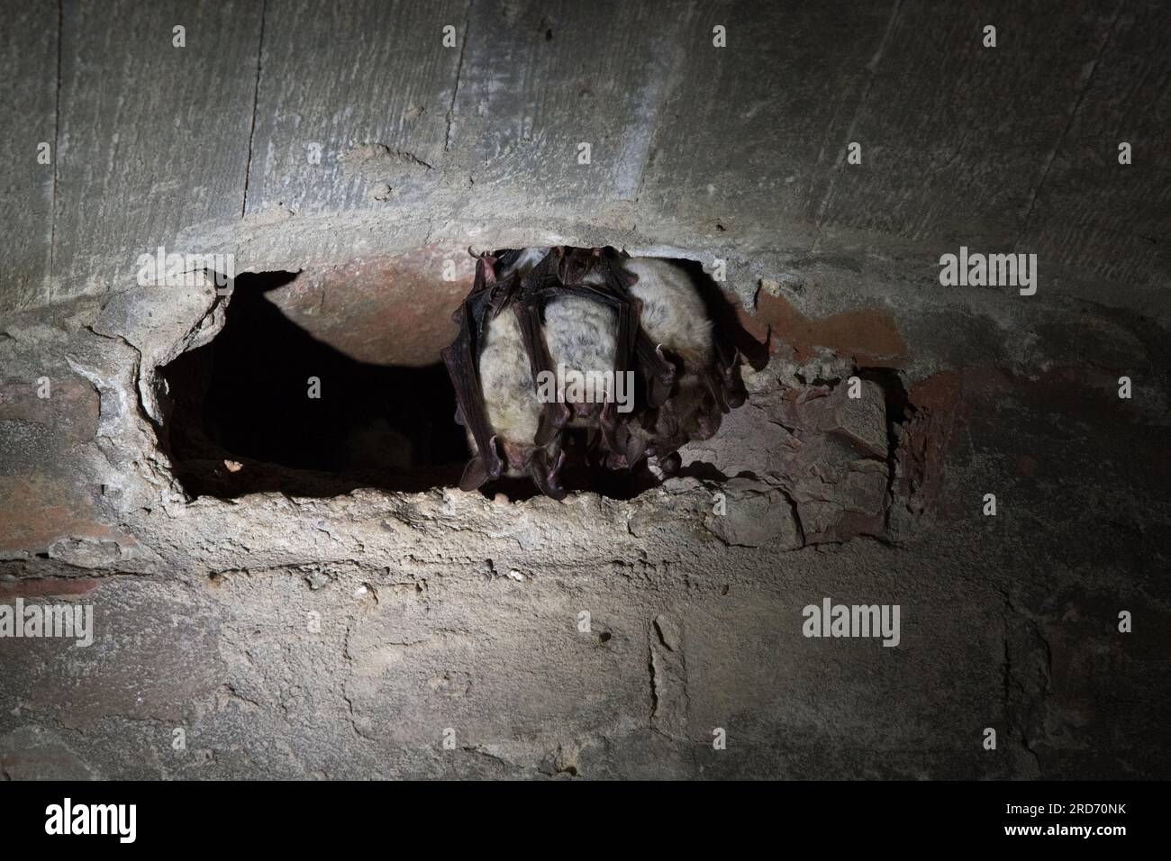 Natterer's bat hibernating in the tunnel system of Festungsfront Oder-Warthe-Bogen (Fortified ...
