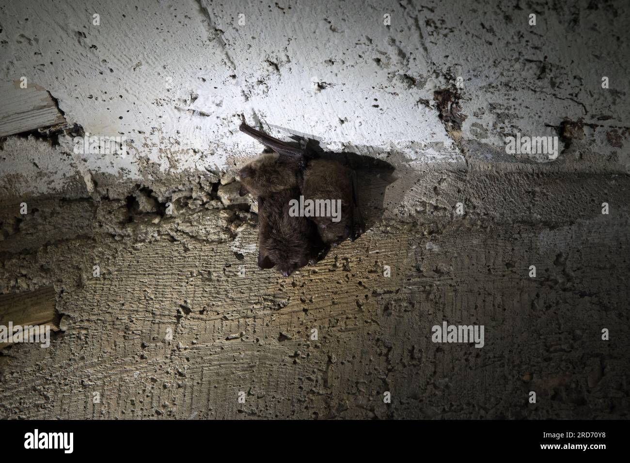 pond bat hibernating in the tunnel system of Festungsfront Oder-Warthe-Bogen (Fortified Front ...