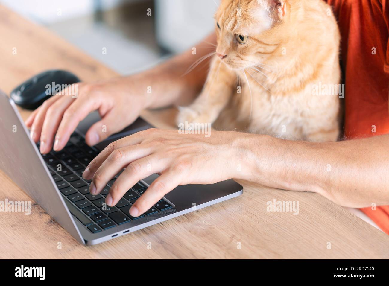 Working at home with pet laying on lap. Man works from home typing on ...