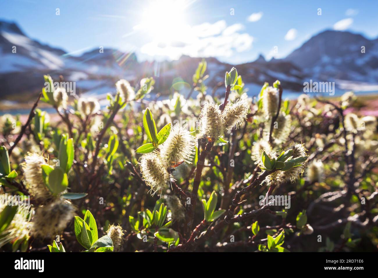 Mountains meadow in spring season in the highland Stock Photo - Alamy