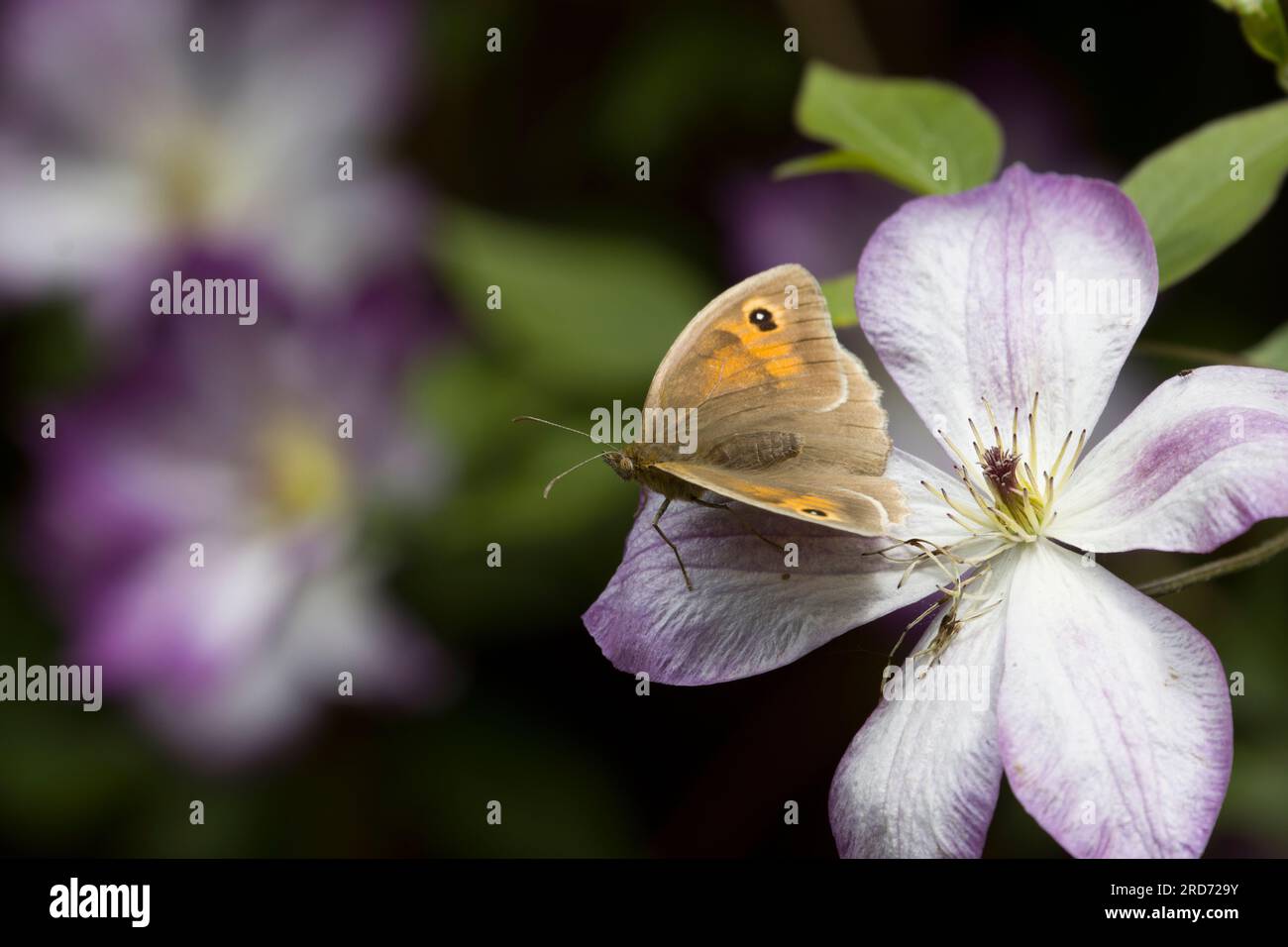 Small butterfly wings open hi-res stock photography and images - Alamy