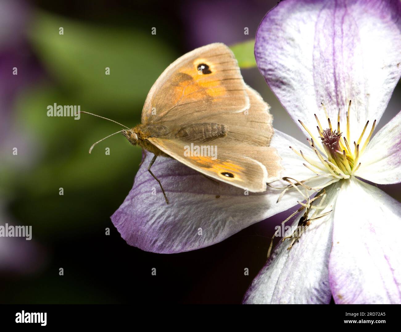 Small Heath Butterfly Coenoympha pamphilus Wings Open Stock Photo - Alamy
