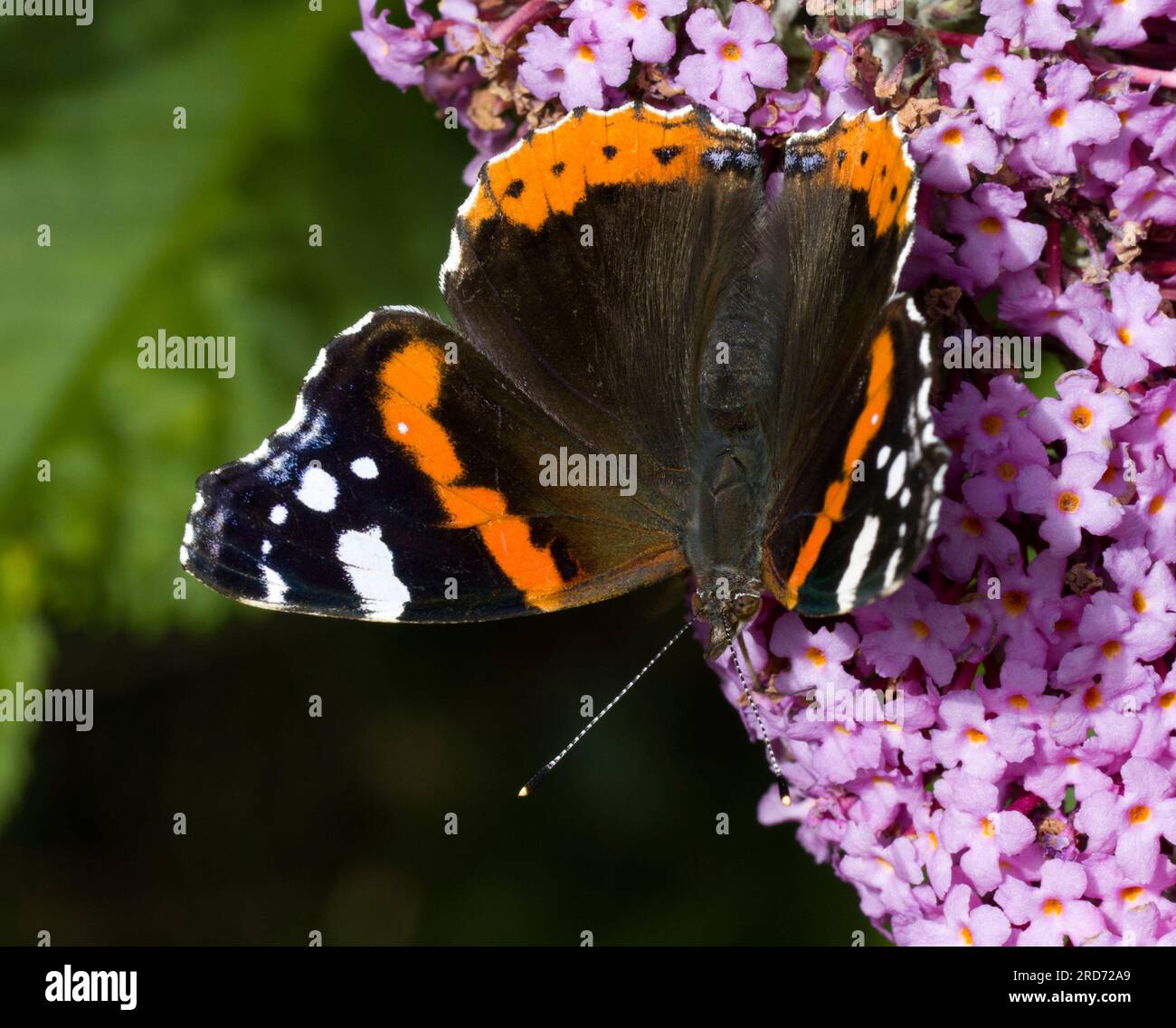Red Admiral Butterfly Vanessa Atlanta Wings Open on Pink Buddleia ...
