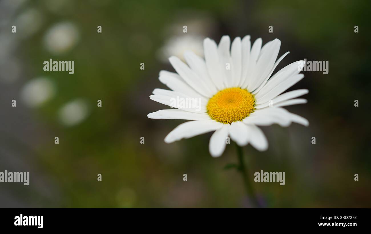 Japanese daisy hi-res stock photography and images - Alamy