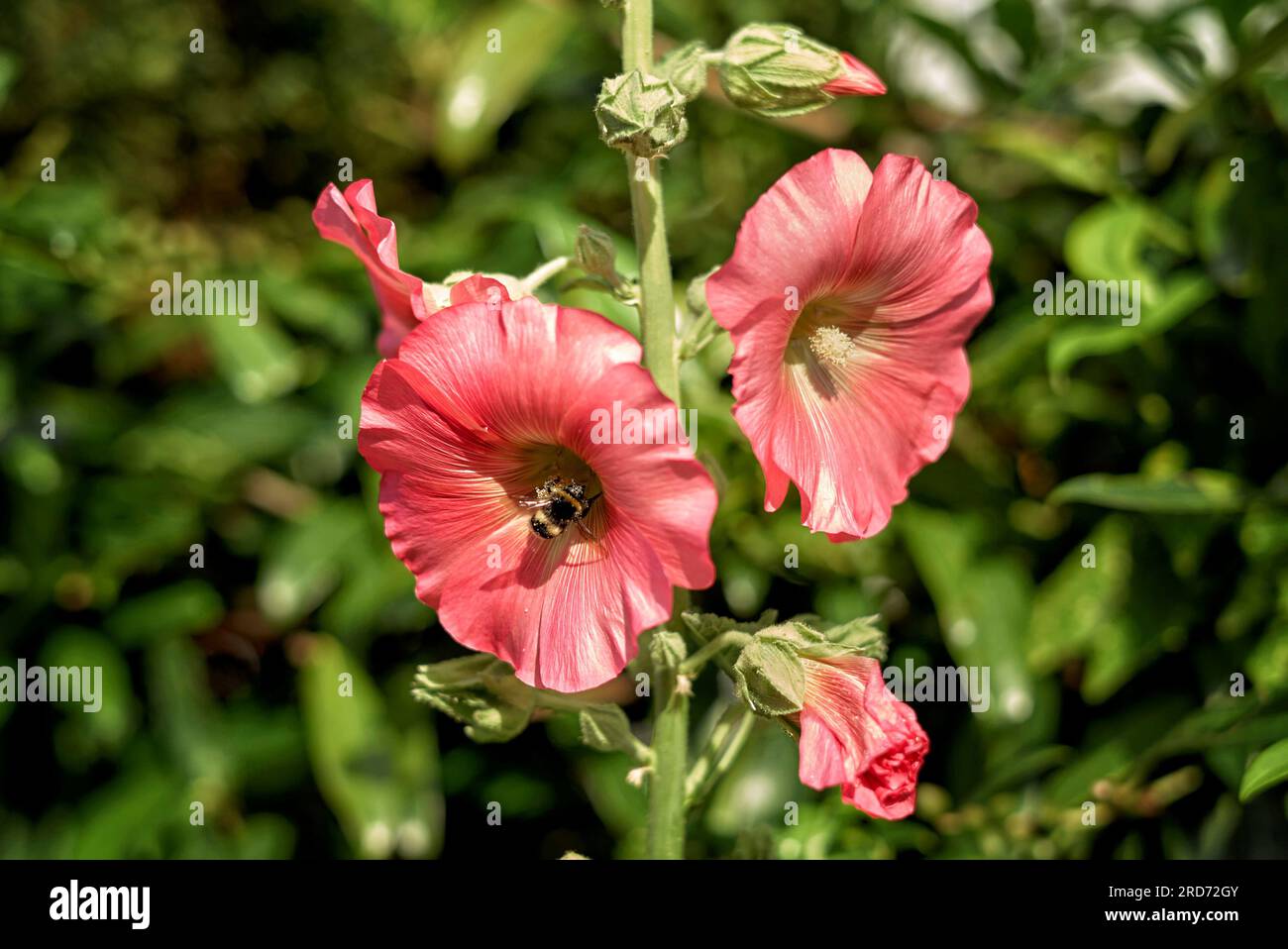 Bee pollinating a hollyhock flower,Alcea rosea. England UK Stock Photo ...