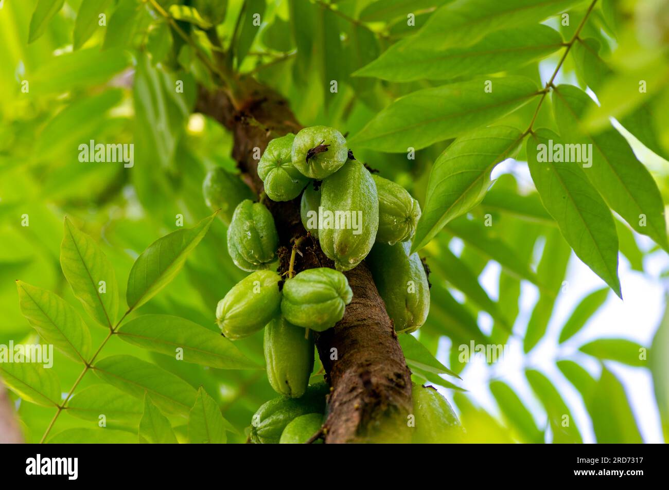 Young fruits of Averrhoa bilimbi, commonly known as bilimbi, cucumber ...
