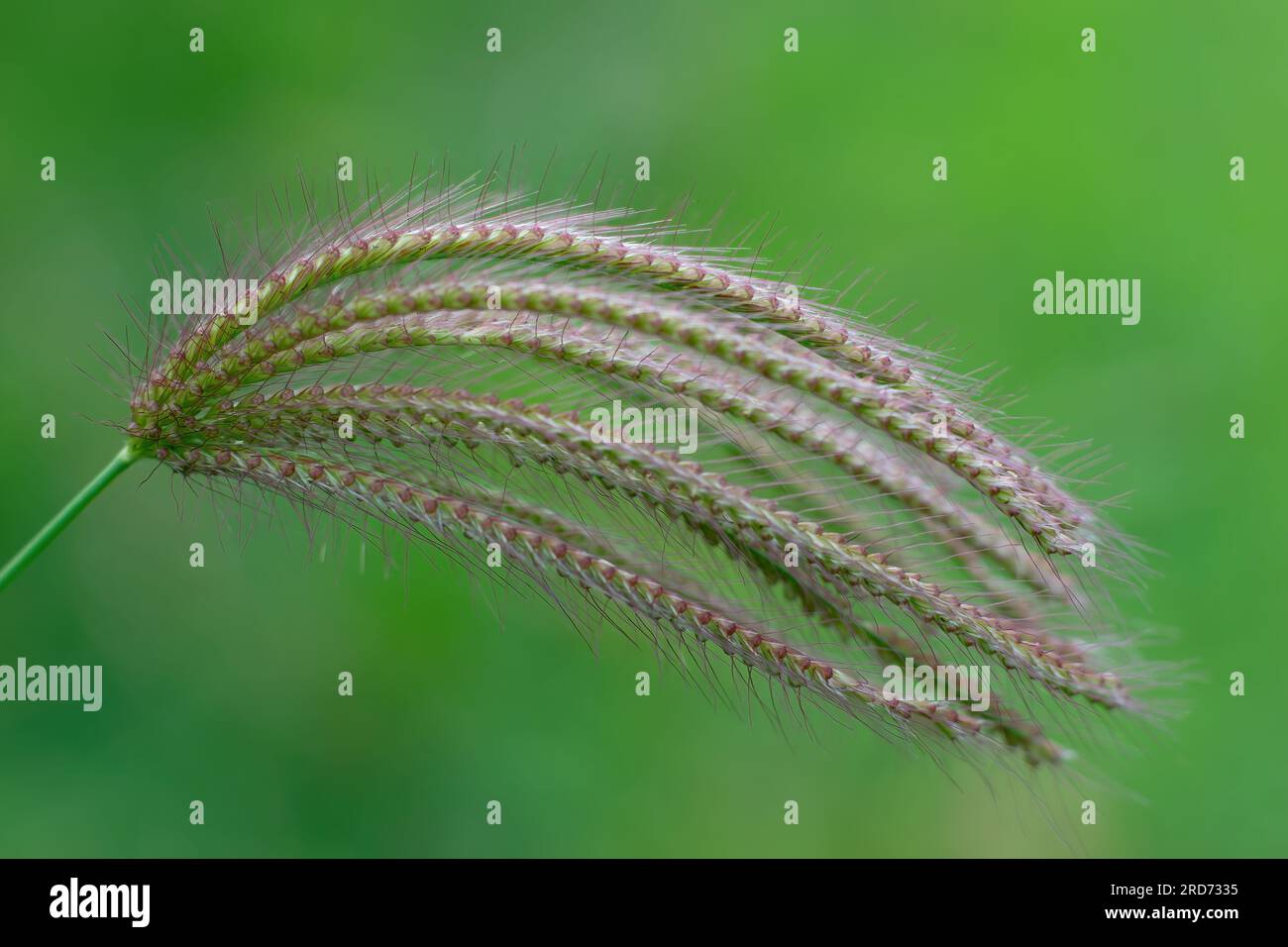 a close up of a grass plant with long, thin stems Stock Photo - Alamy
