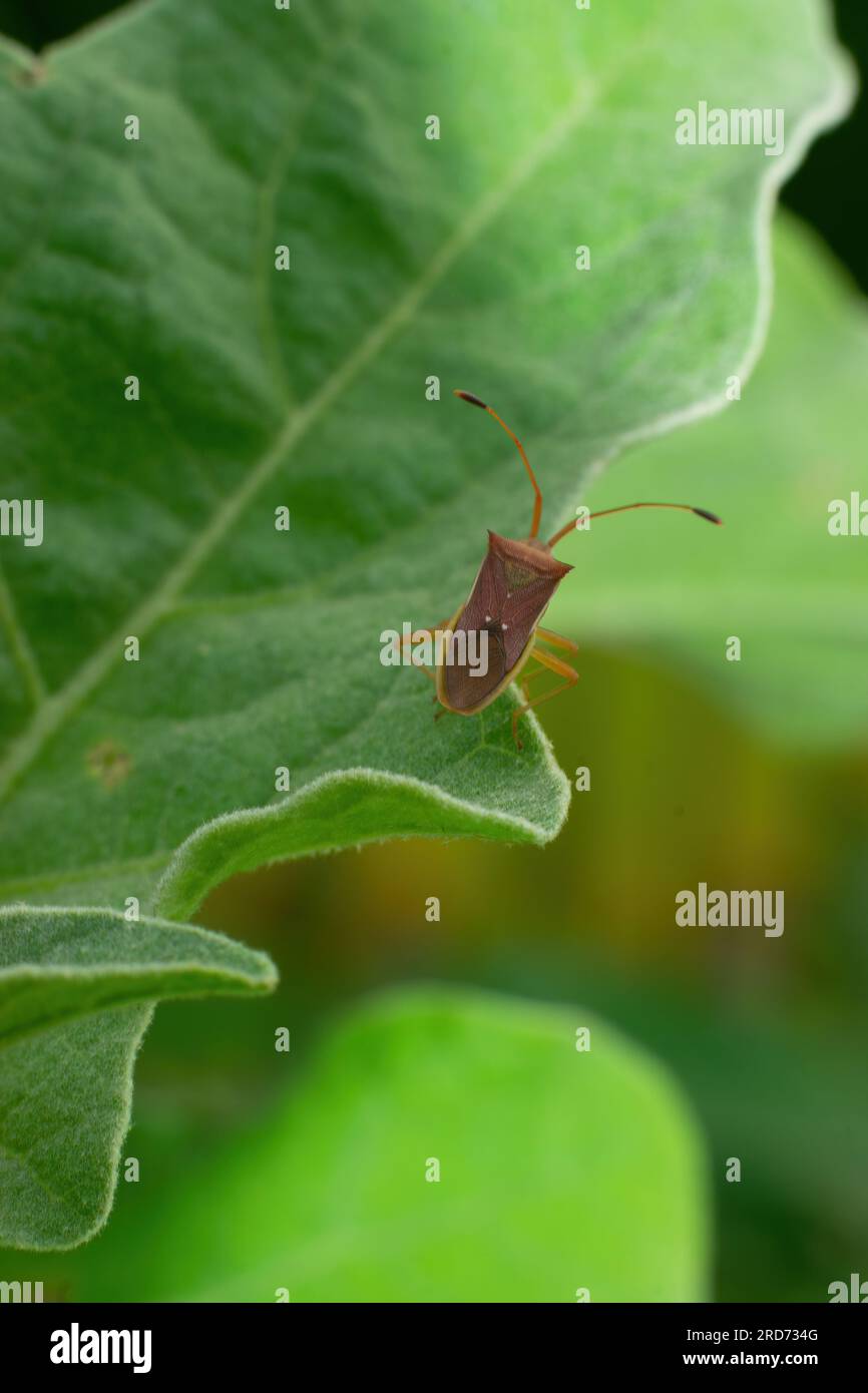 Small black insect sits hi-res stock photography and images - Alamy