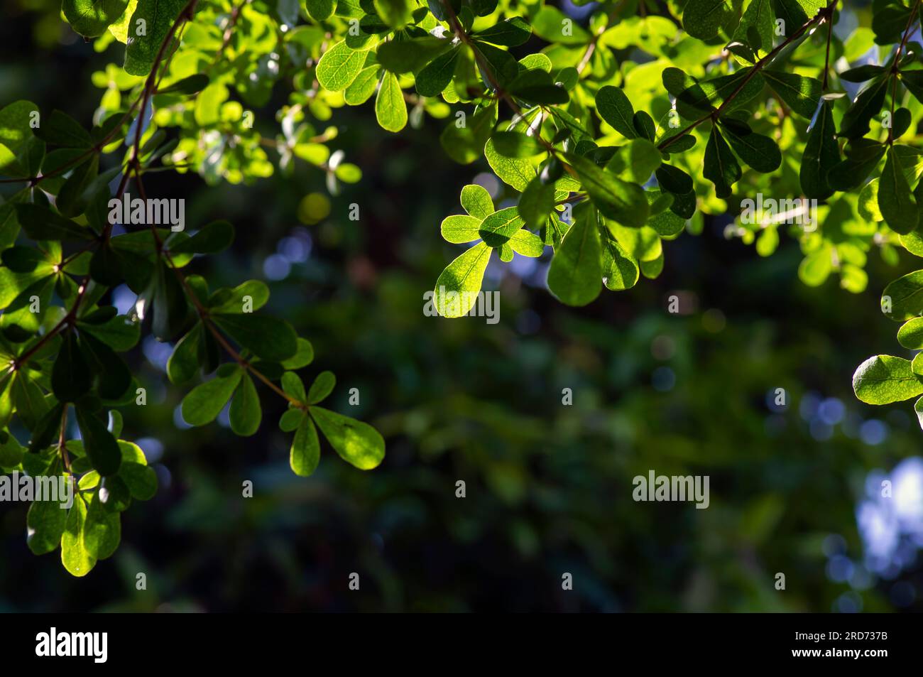 Ketapang Kencana (Terminalia mantaly), Madagascar almond green leaves ...