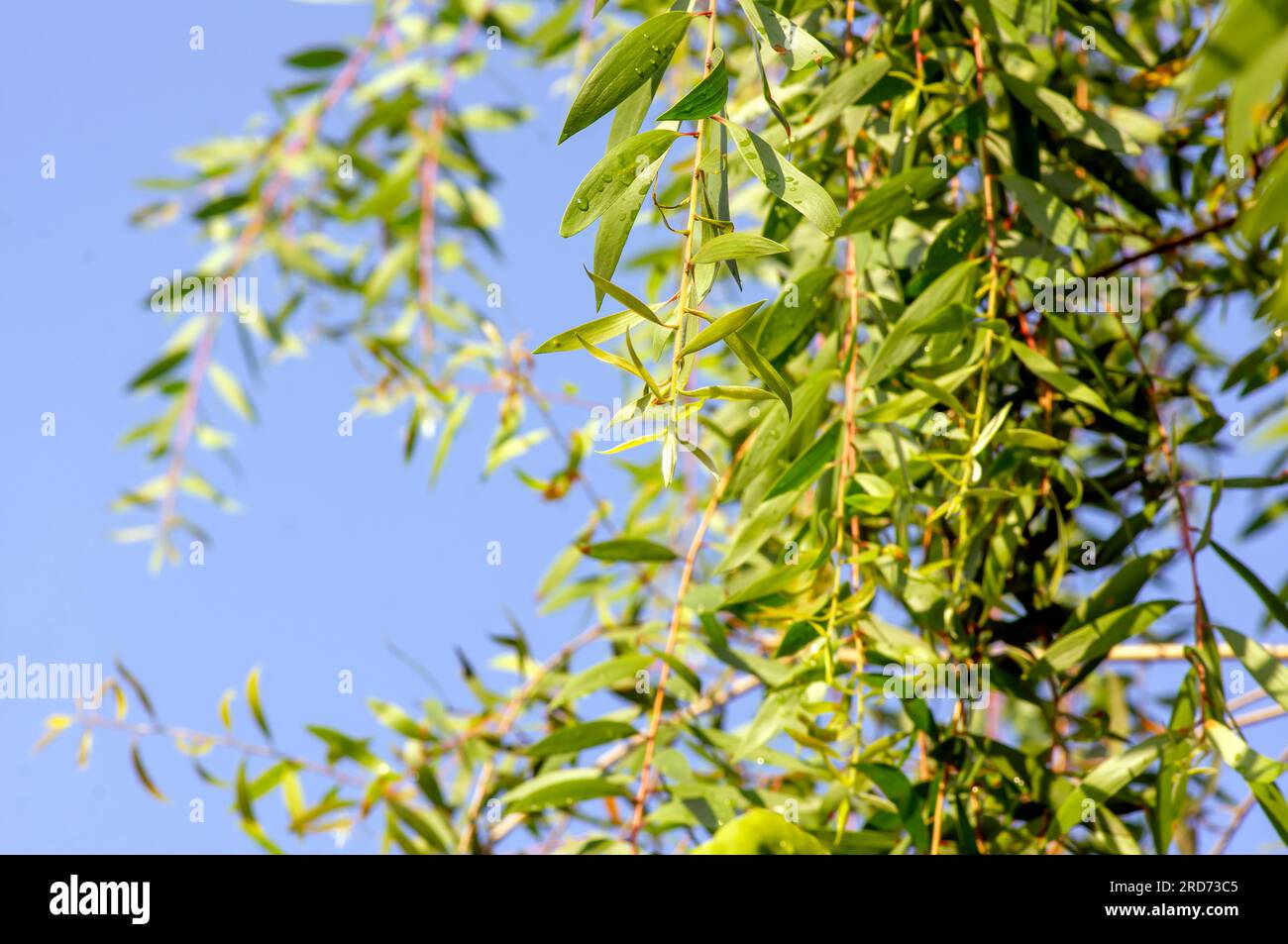 Melaleuca cajuputi plants, commonly known as cajuput, selected focus ...