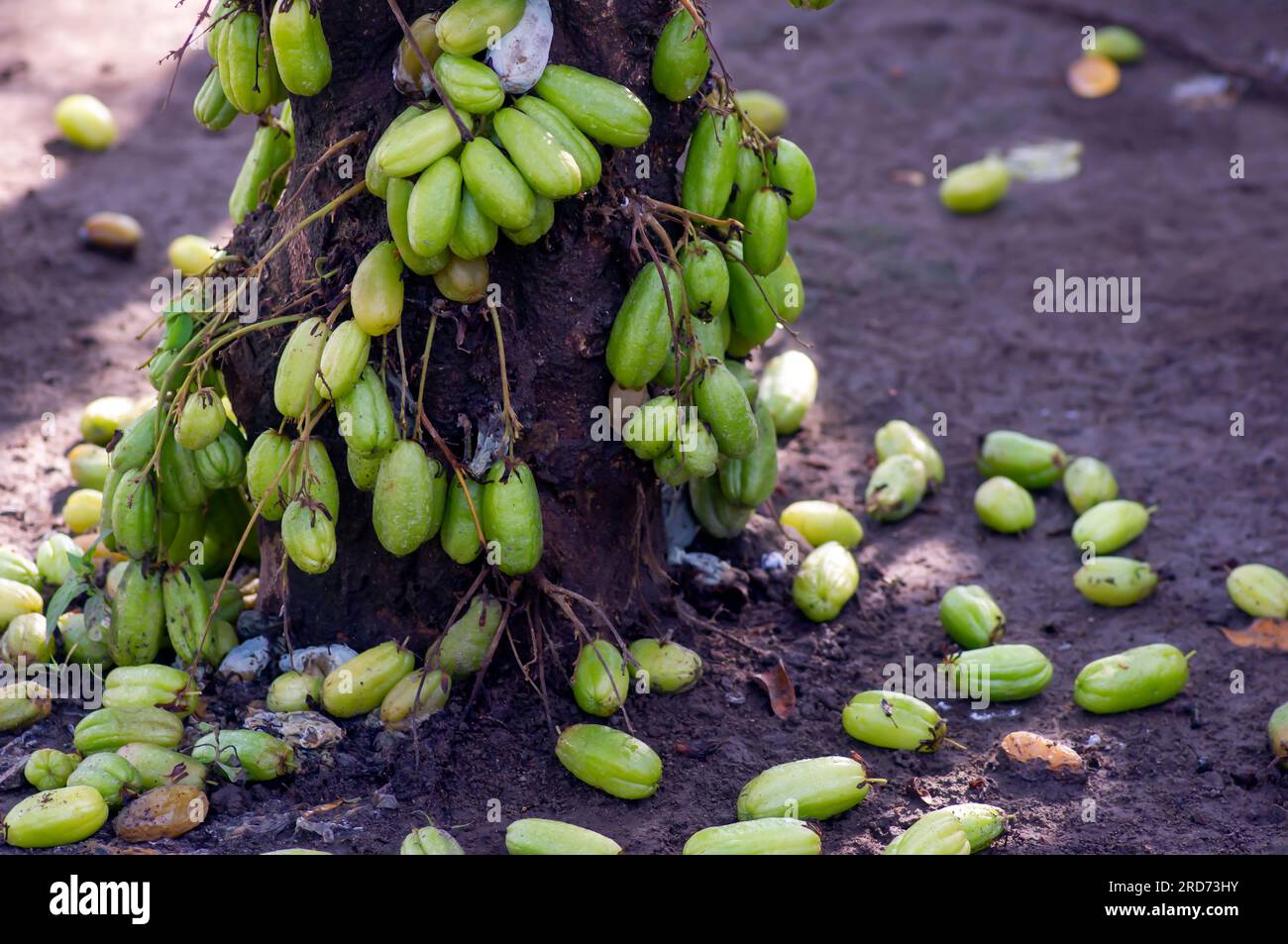 Young fruits of Averrhoa bilimbi, commonly known as bilimbi, cucumber ...