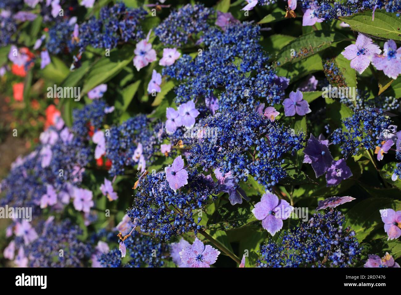 Purple hydranger flower in Rue du Perick, Larmor Baden, Vannes ...