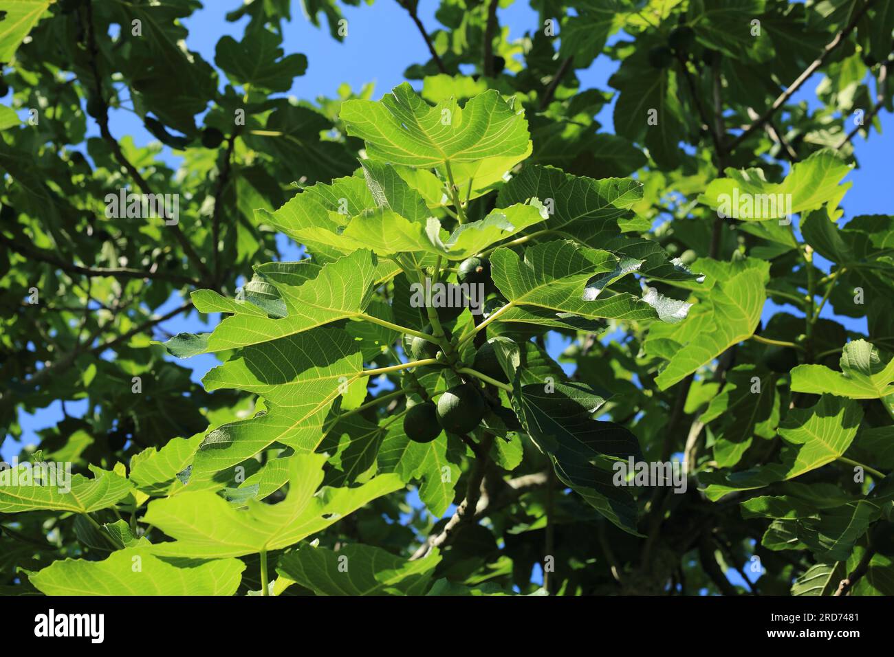Young figs on fig tree in Chemin de la Fontaine, Larmor Baden, Vannes ...