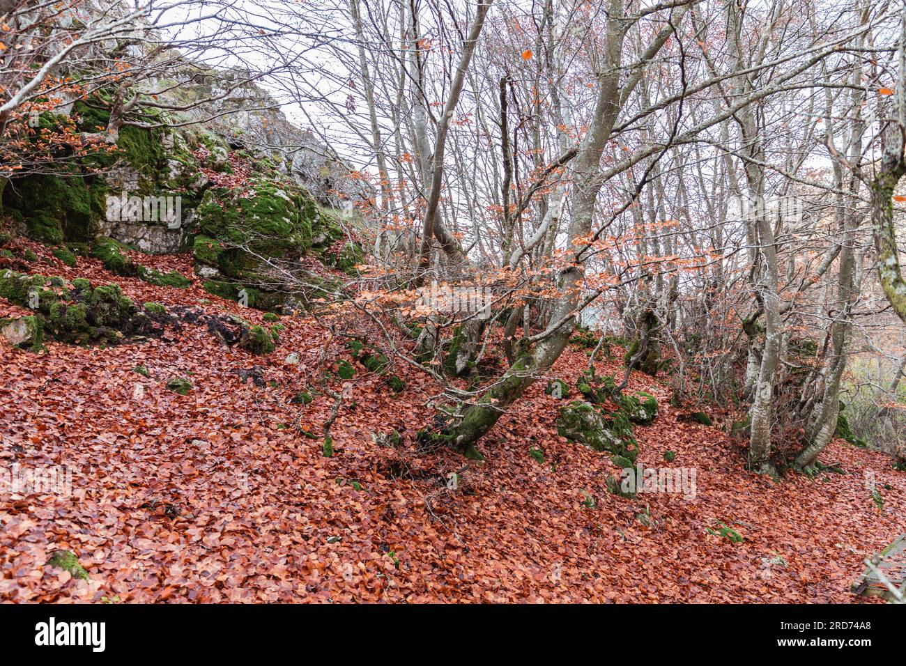 Witness the beauty of nature's rebirth as a tree trunk emerges ...