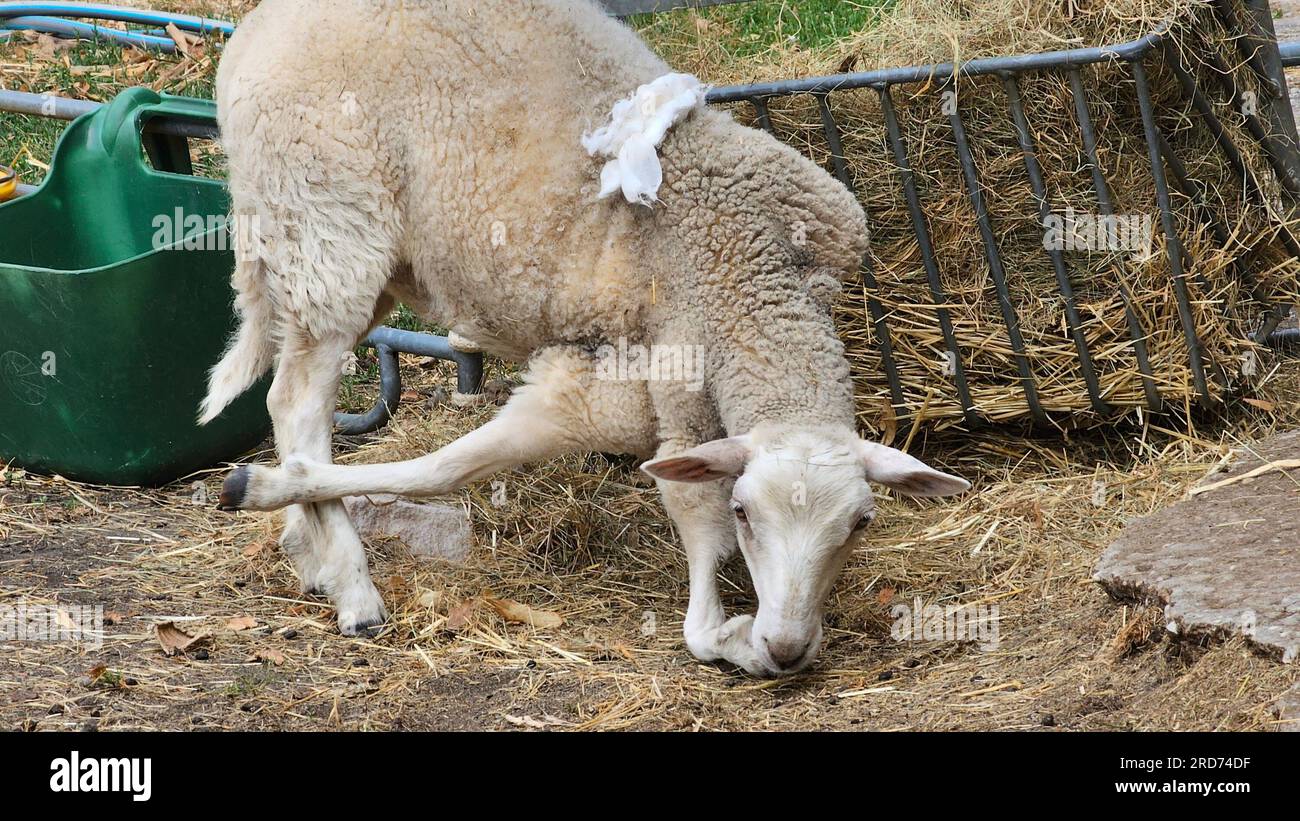 Six legged animals hi-res stock photography and images - Alamy