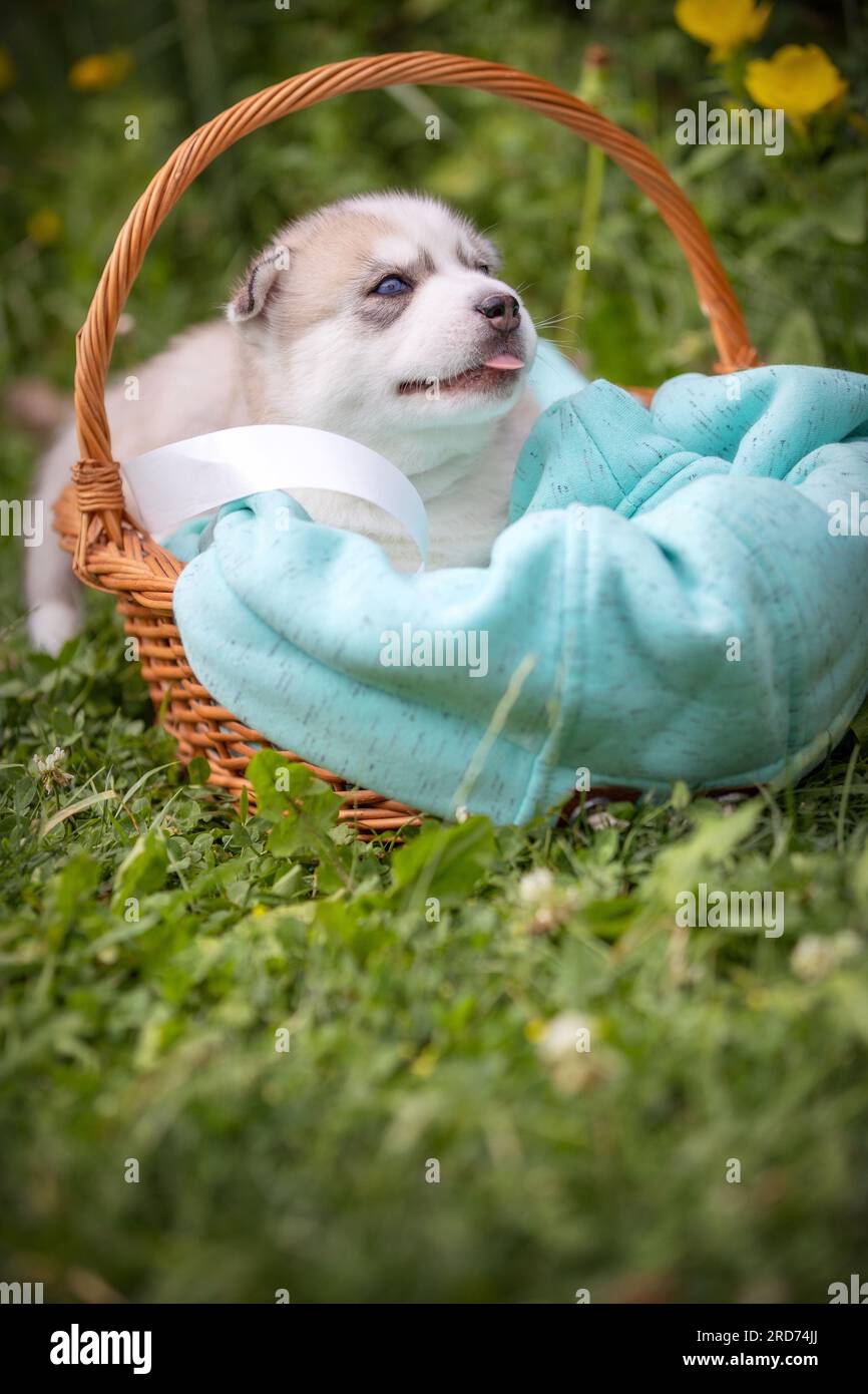 Cute Siberian husky puppy with blue eyes in the basket showing tongue ...