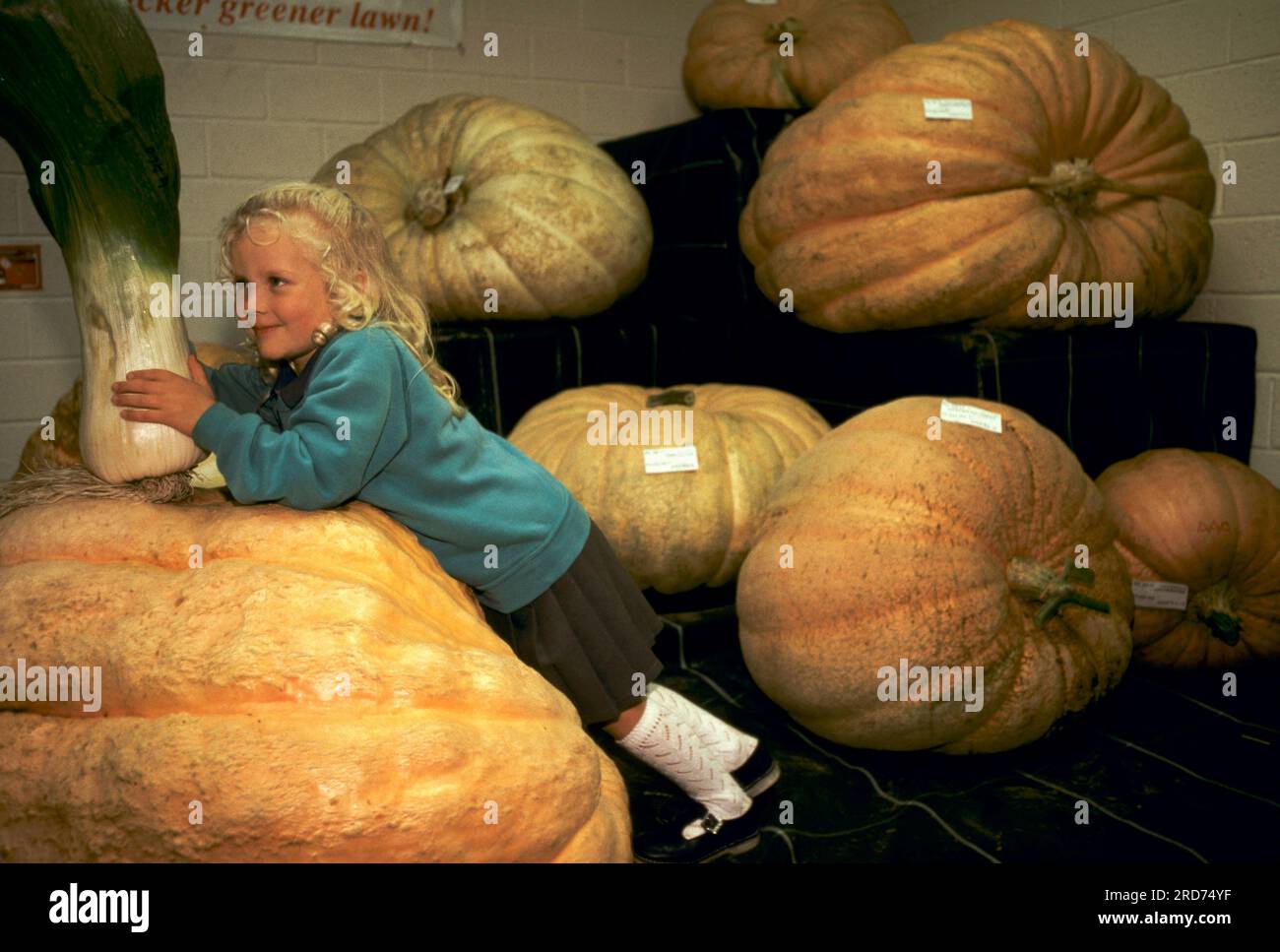 Giant vegetable competition in the village hall UK. A young girl among ...