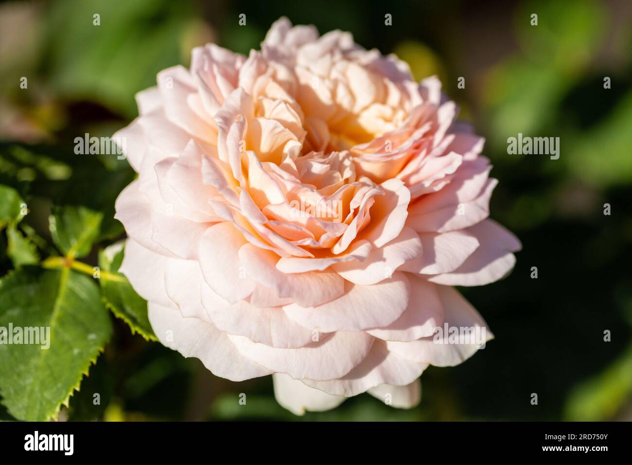 Closeup of an English shrub rose bred by David Austin, ( Ausearnshaw ...