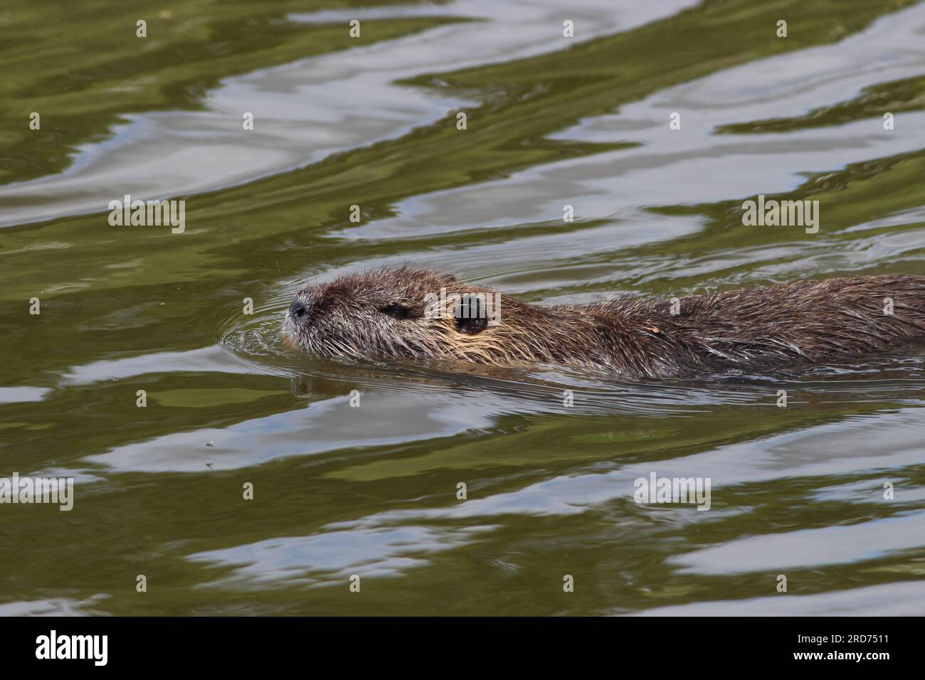 Coypu myocastor coypus swimming in water hi-res stock photography and ...