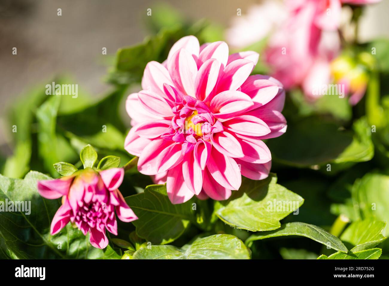 Pink Dahlia Dali flowers bathed in sunshine in an English garden in summertime Stock Photo - Alamy