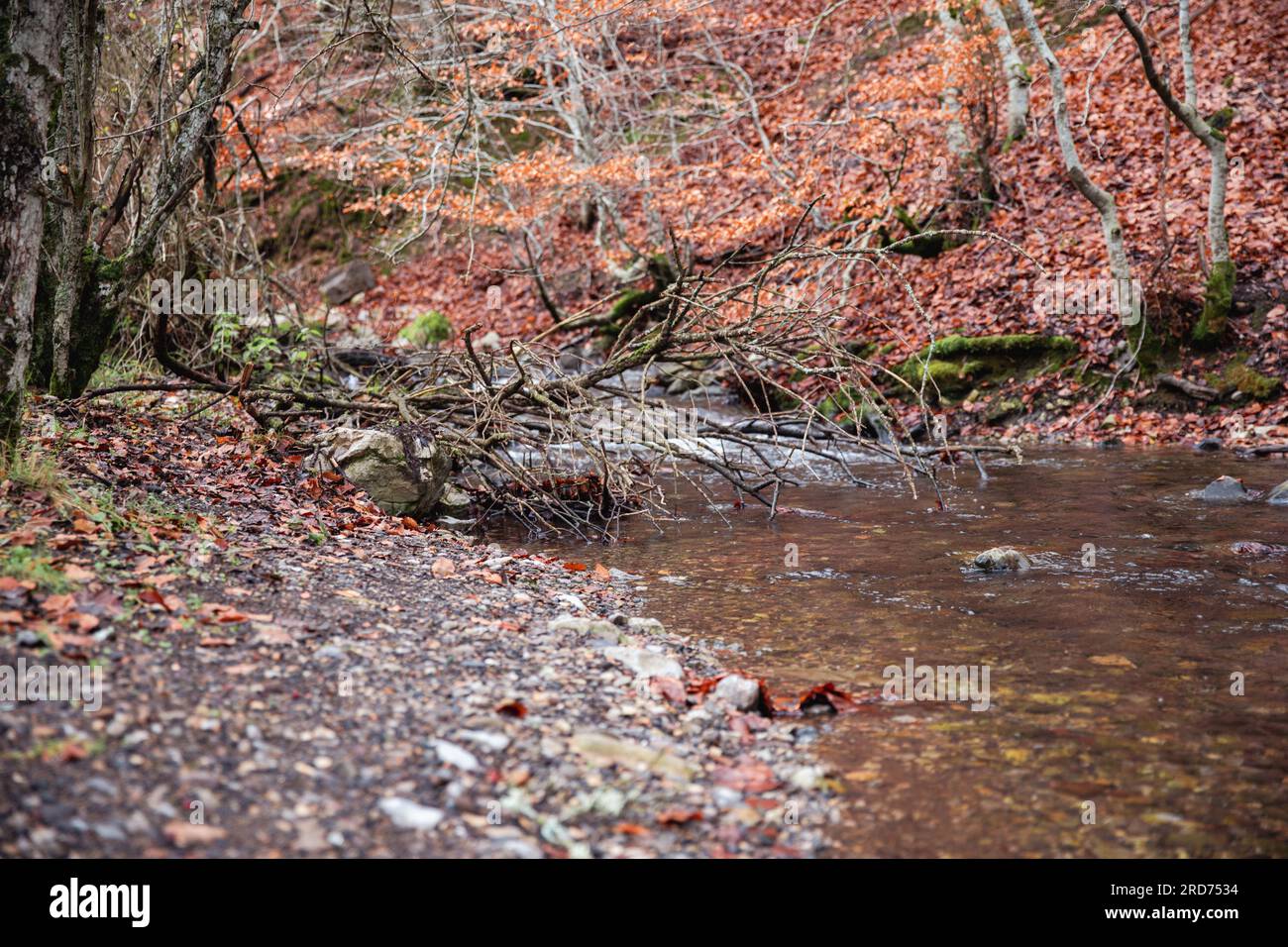 Follow the brown leaf-strewn path along the river in Faedo de Ciñera ...