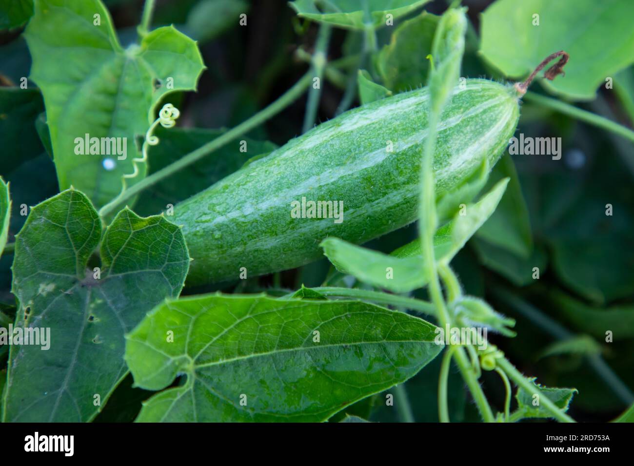 Pointed gourd hi-res stock photography and images - Alamy