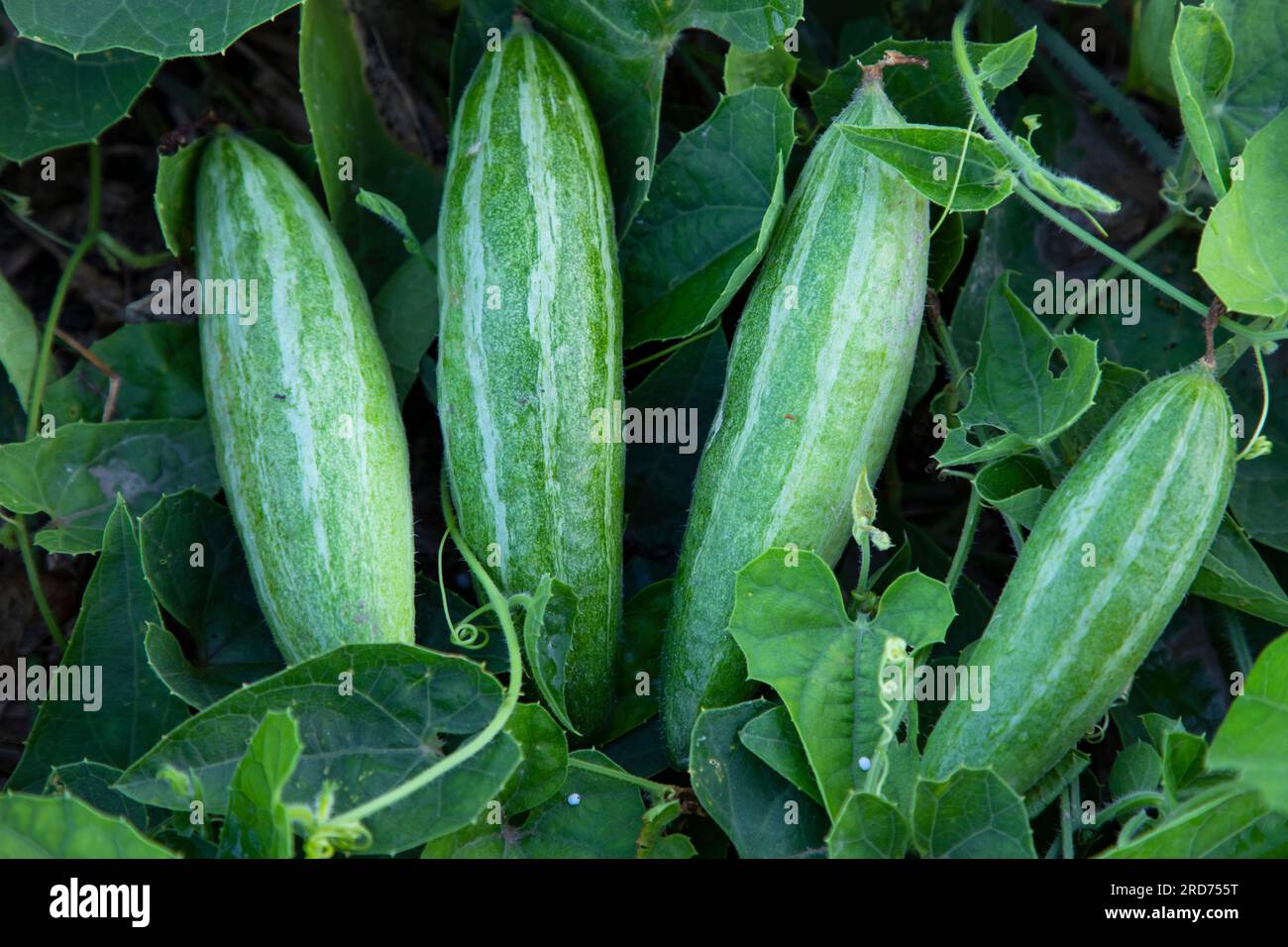Pointed gourd hi-res stock photography and images - Alamy