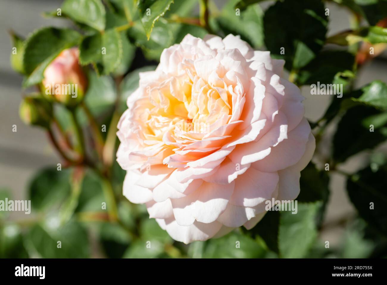 Closeup of an English shrub rose bred by David Austin, ( Ausearnshaw ...